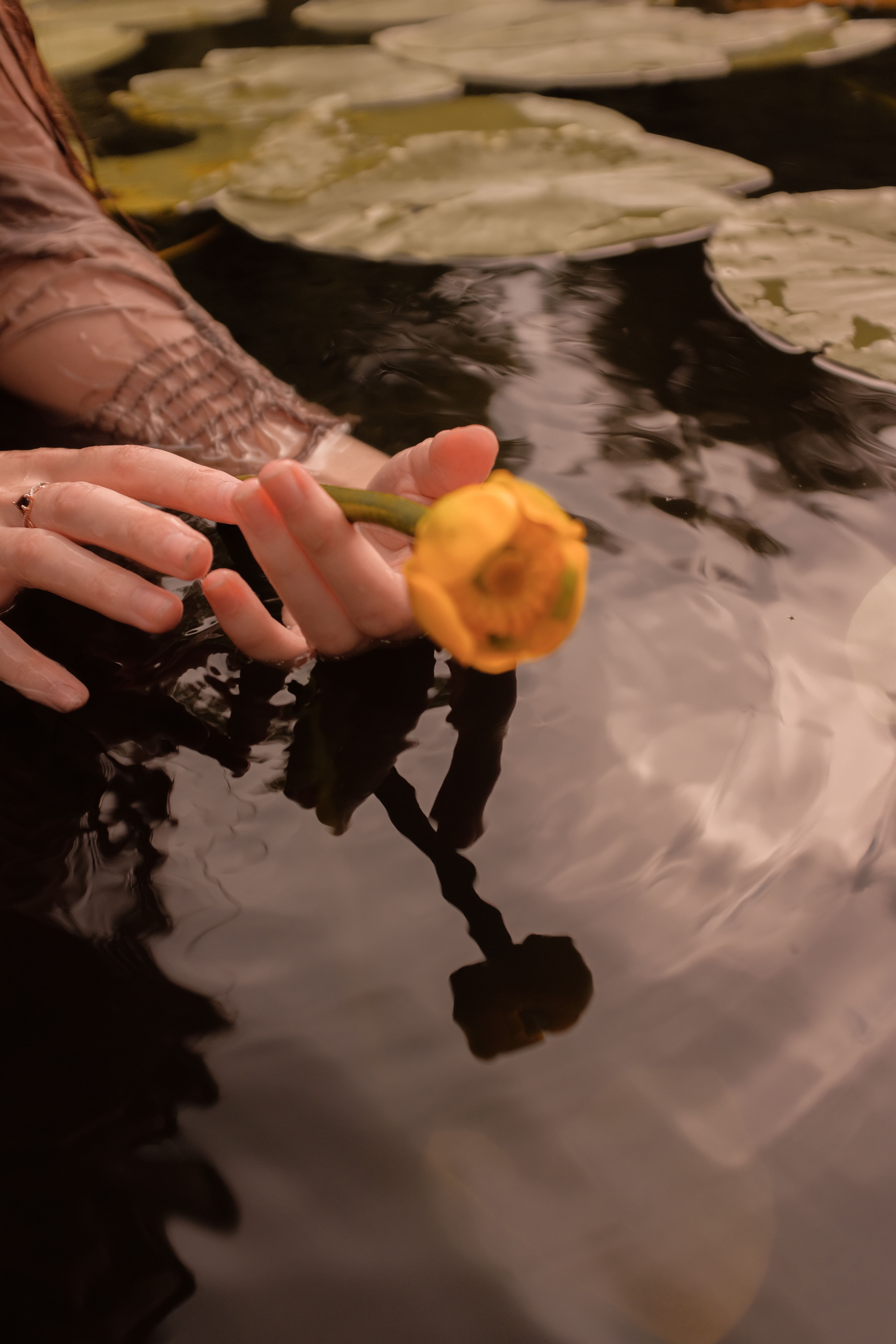 Lily Hands Photos, Download The BEST Free Lily Hands Stock Photos & HD ...