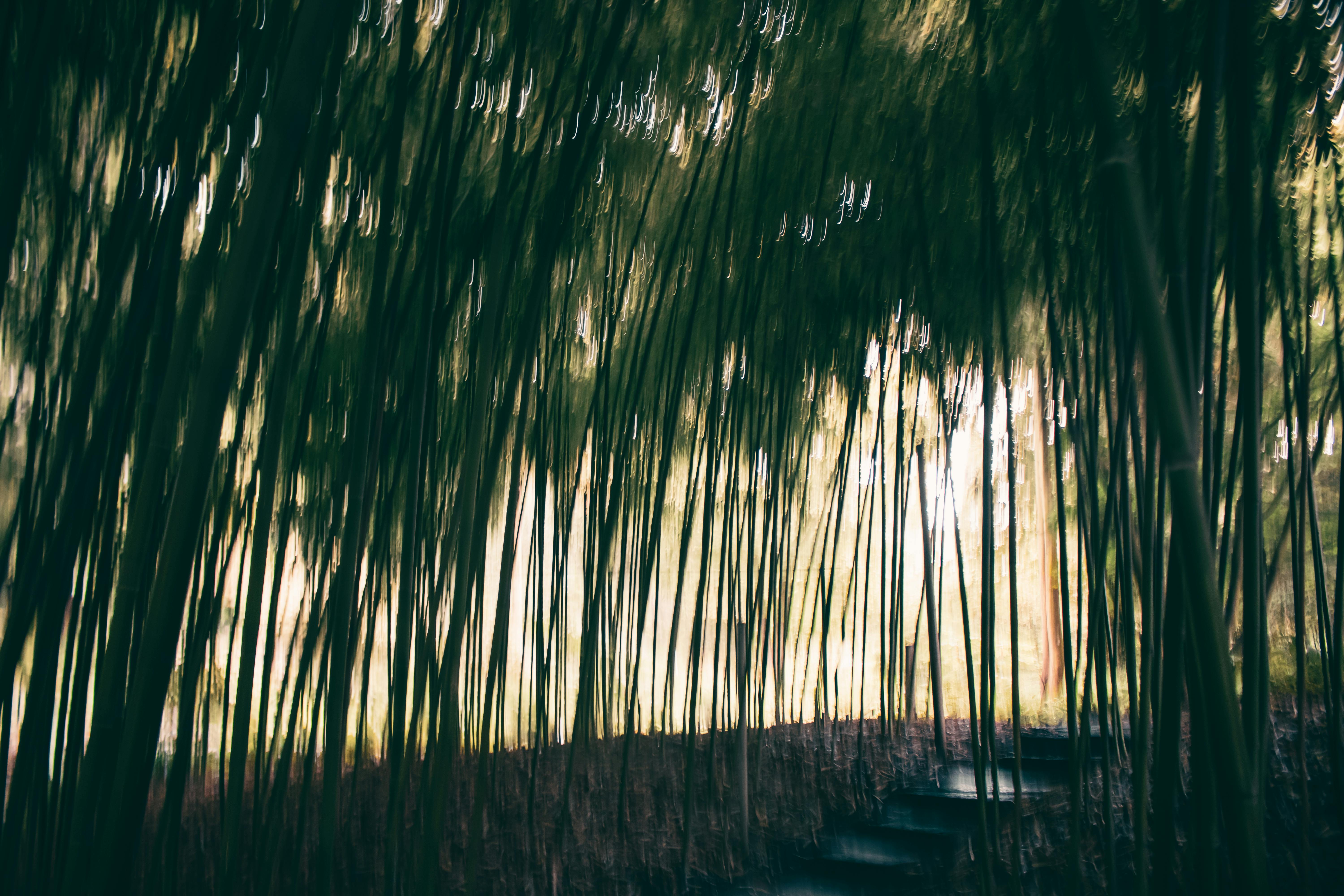 Time-Lapse Photo of Bamboo Trees · Free Stock Photo