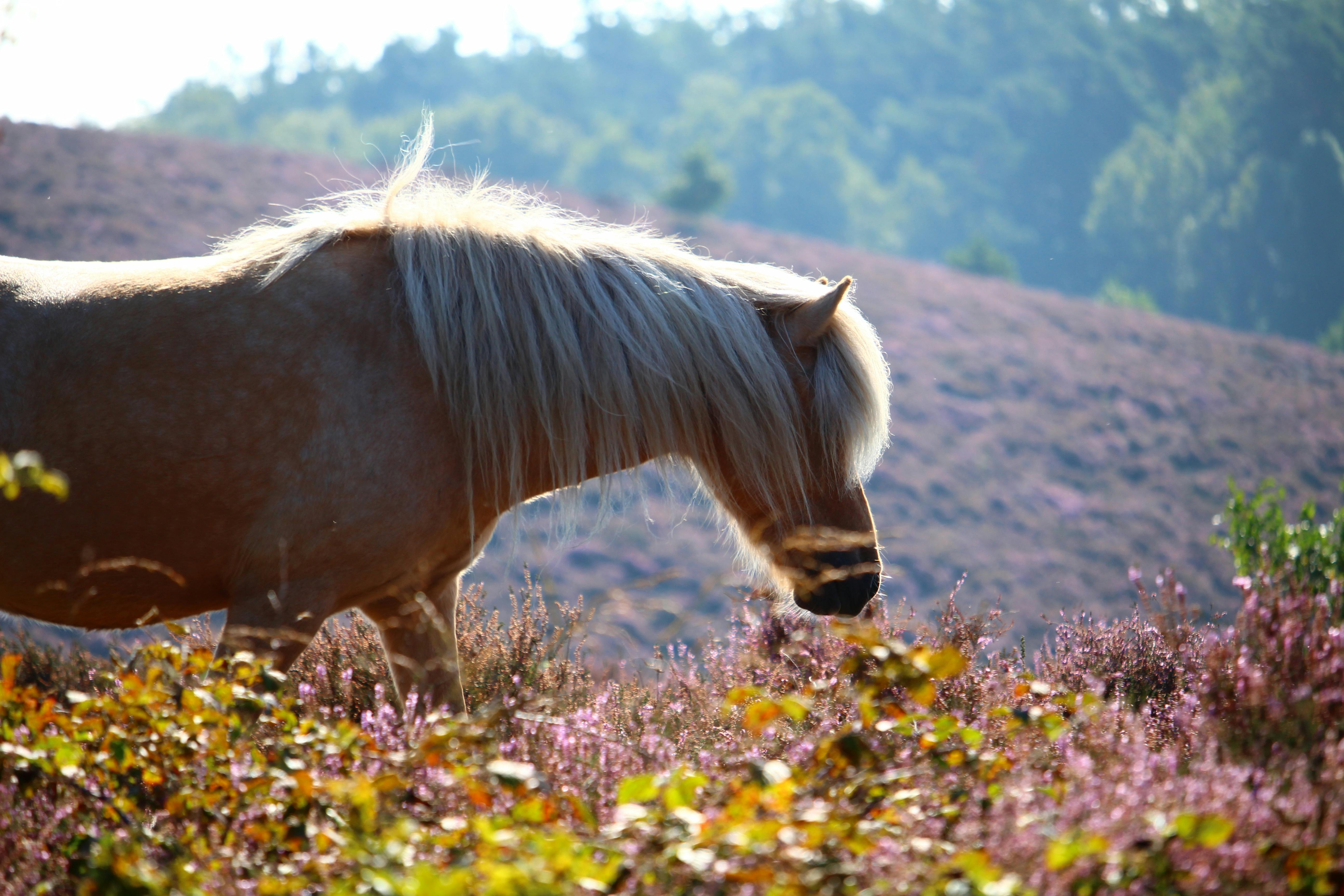 Kevin Peters - 摄影