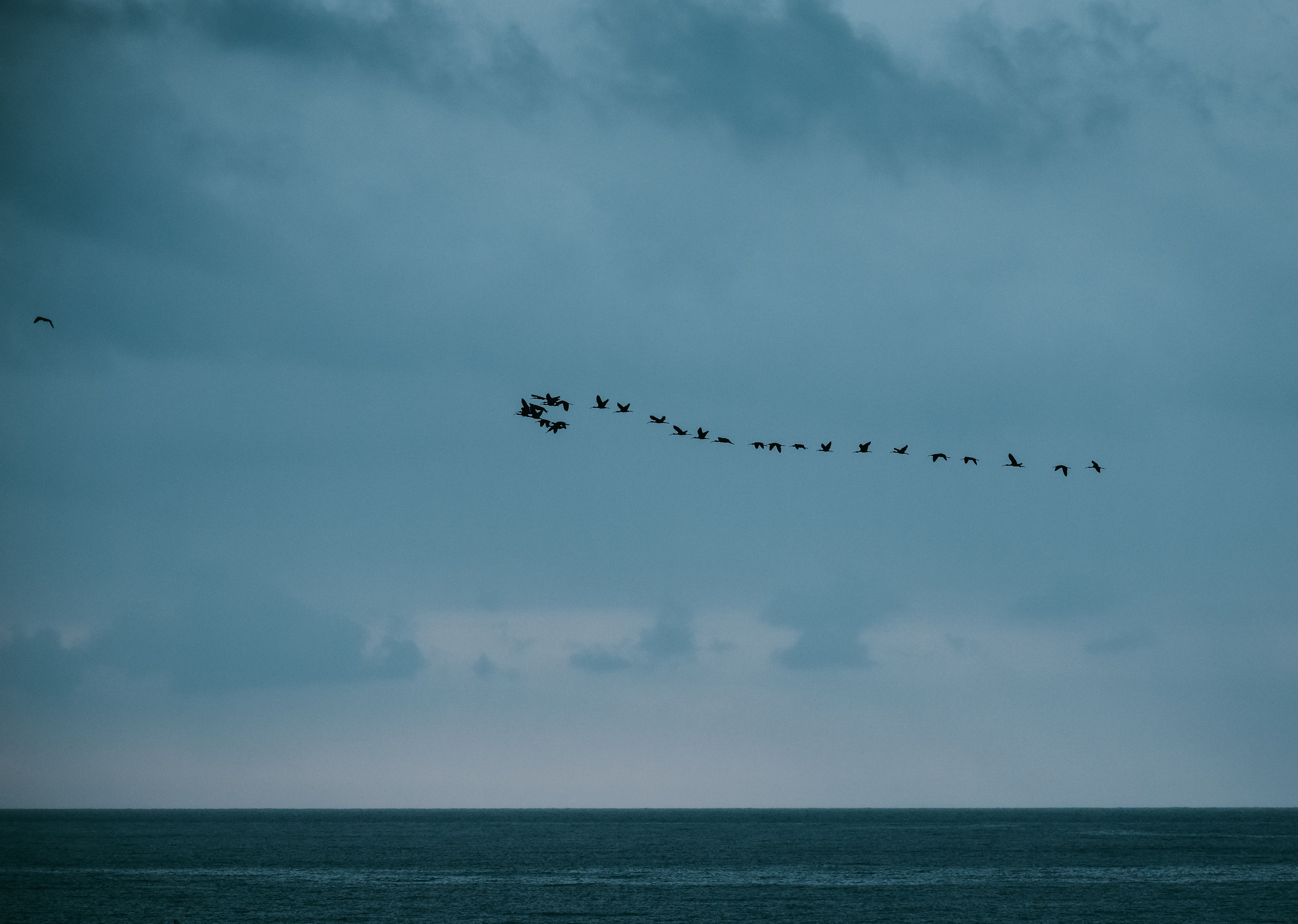 Birds Flying over the Sea · Free Stock Photo
