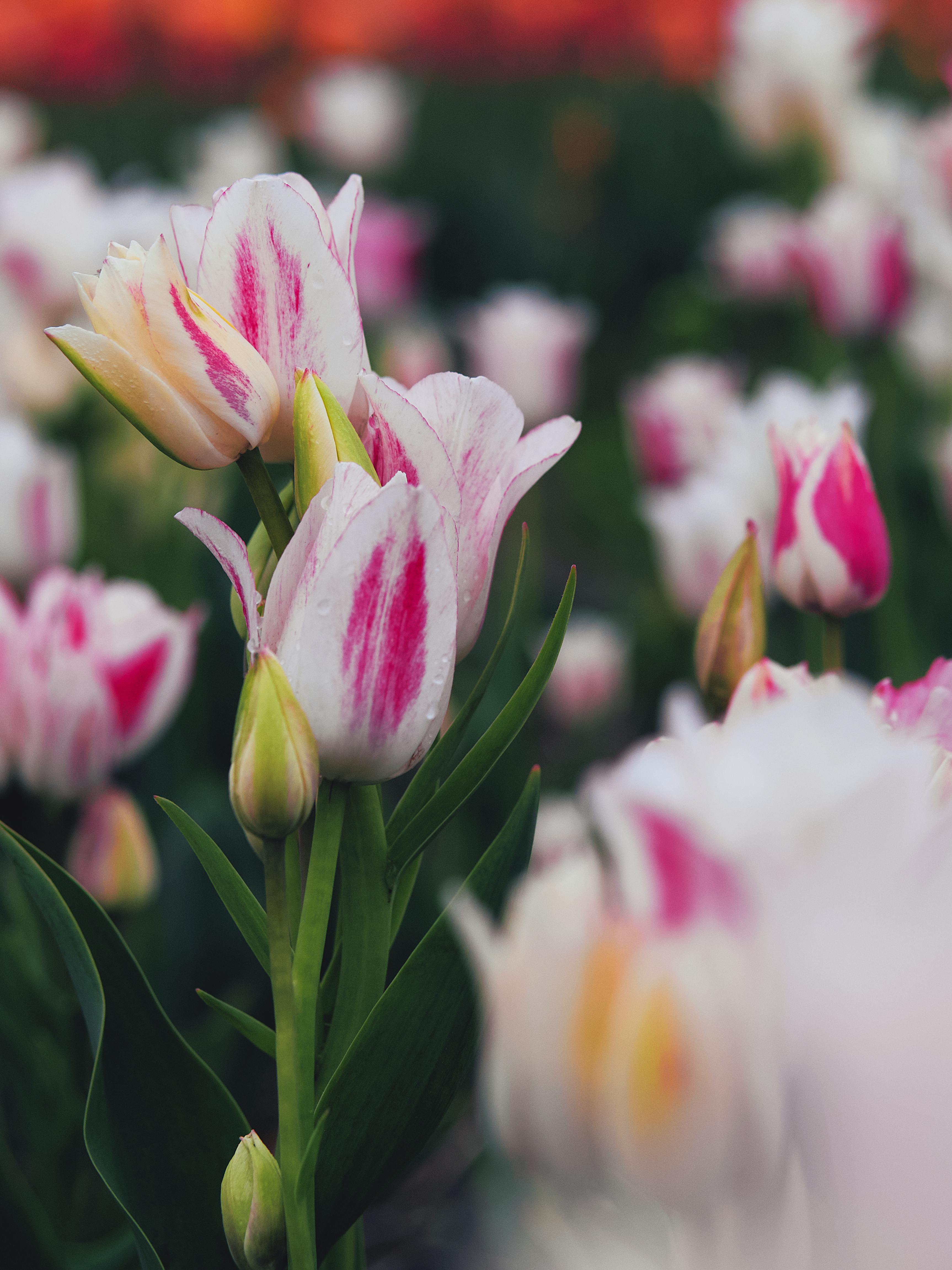 Michigan Bulb Photos, Download The BEST Free Michigan Bulb Stock Photos ...
