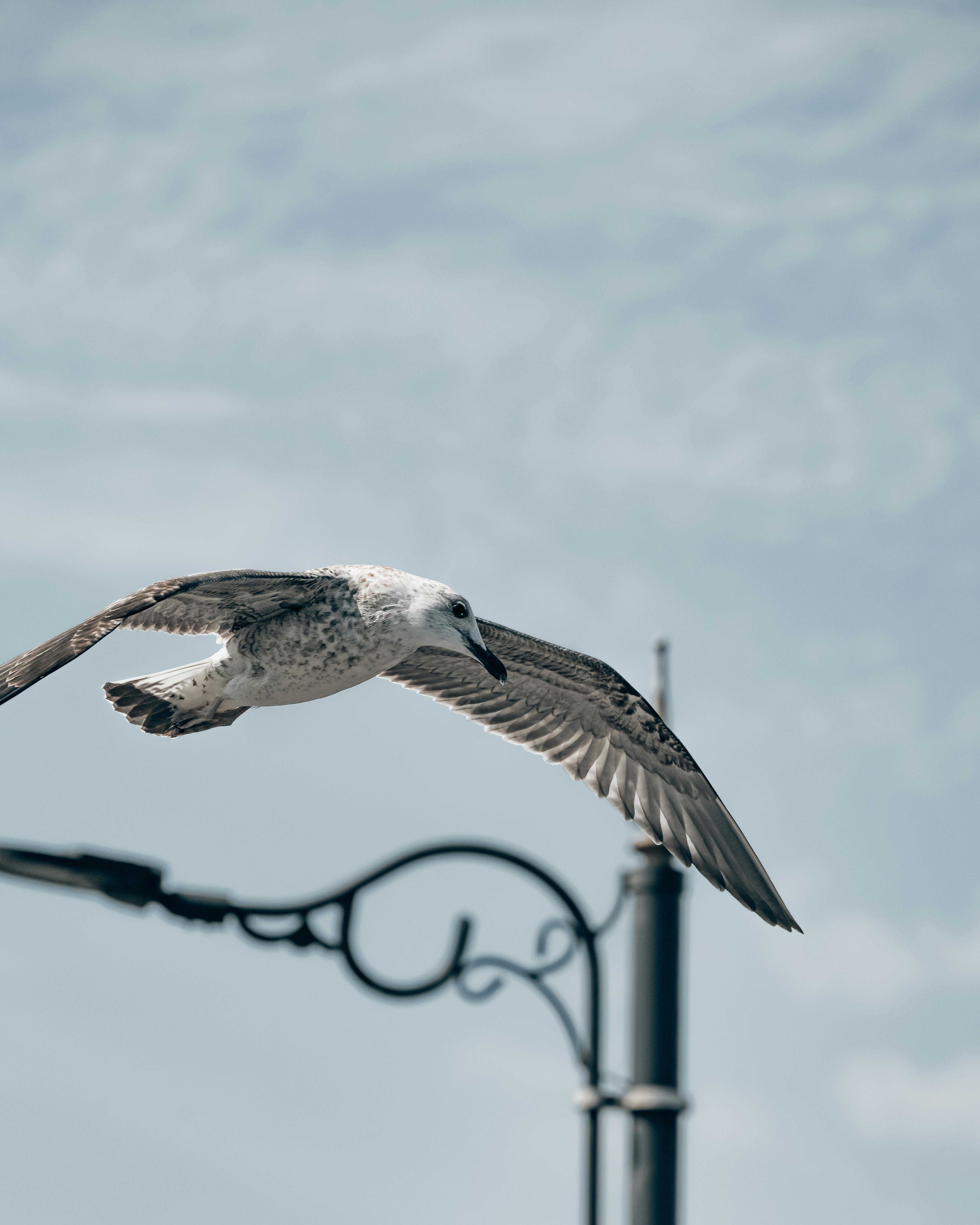 A Seagull Flying · Free Stock Photo