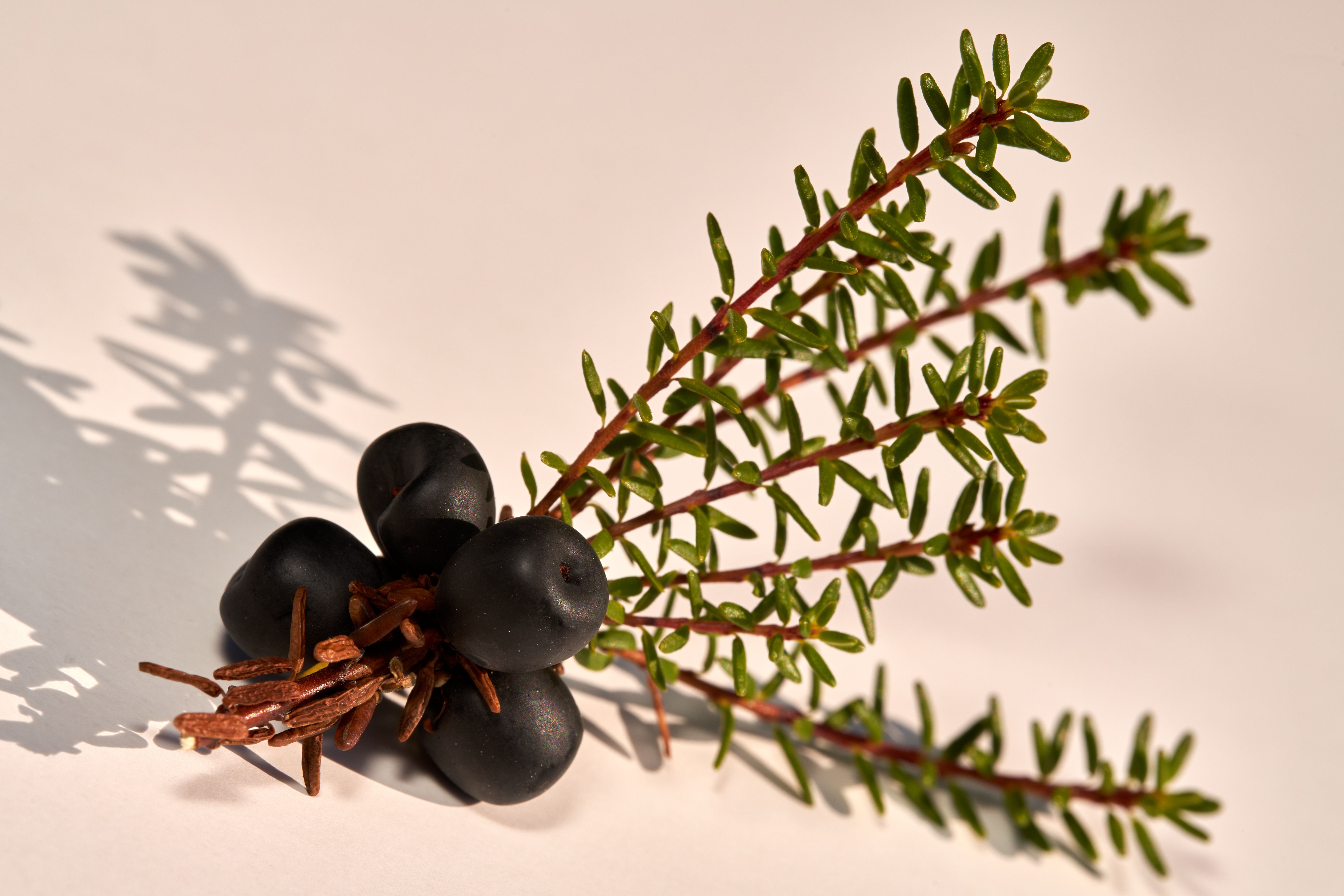 Close-up Photo of Mountain Crowberry · Free Stock Photo
