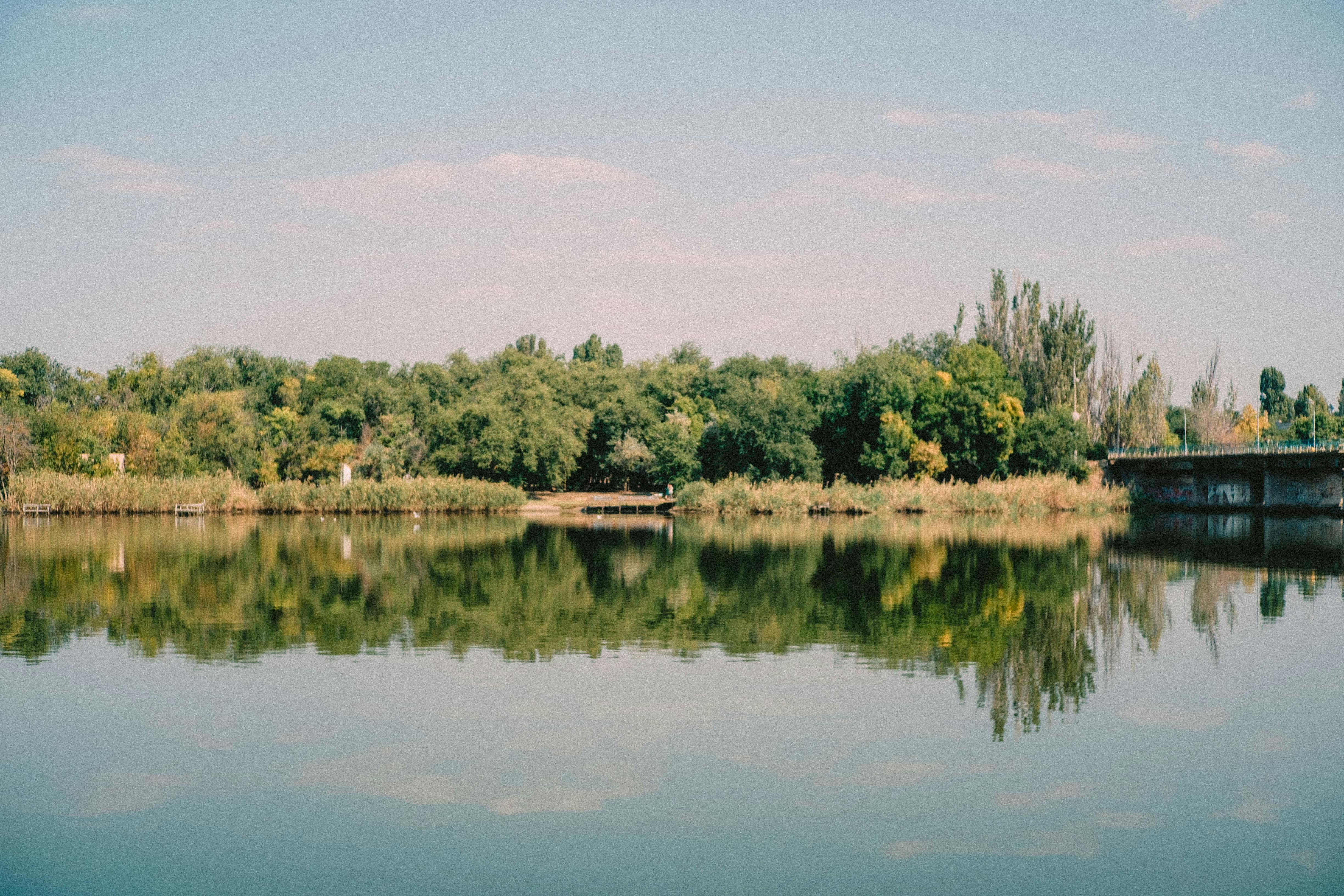 Green Tree Beside River · Free Stock Photo