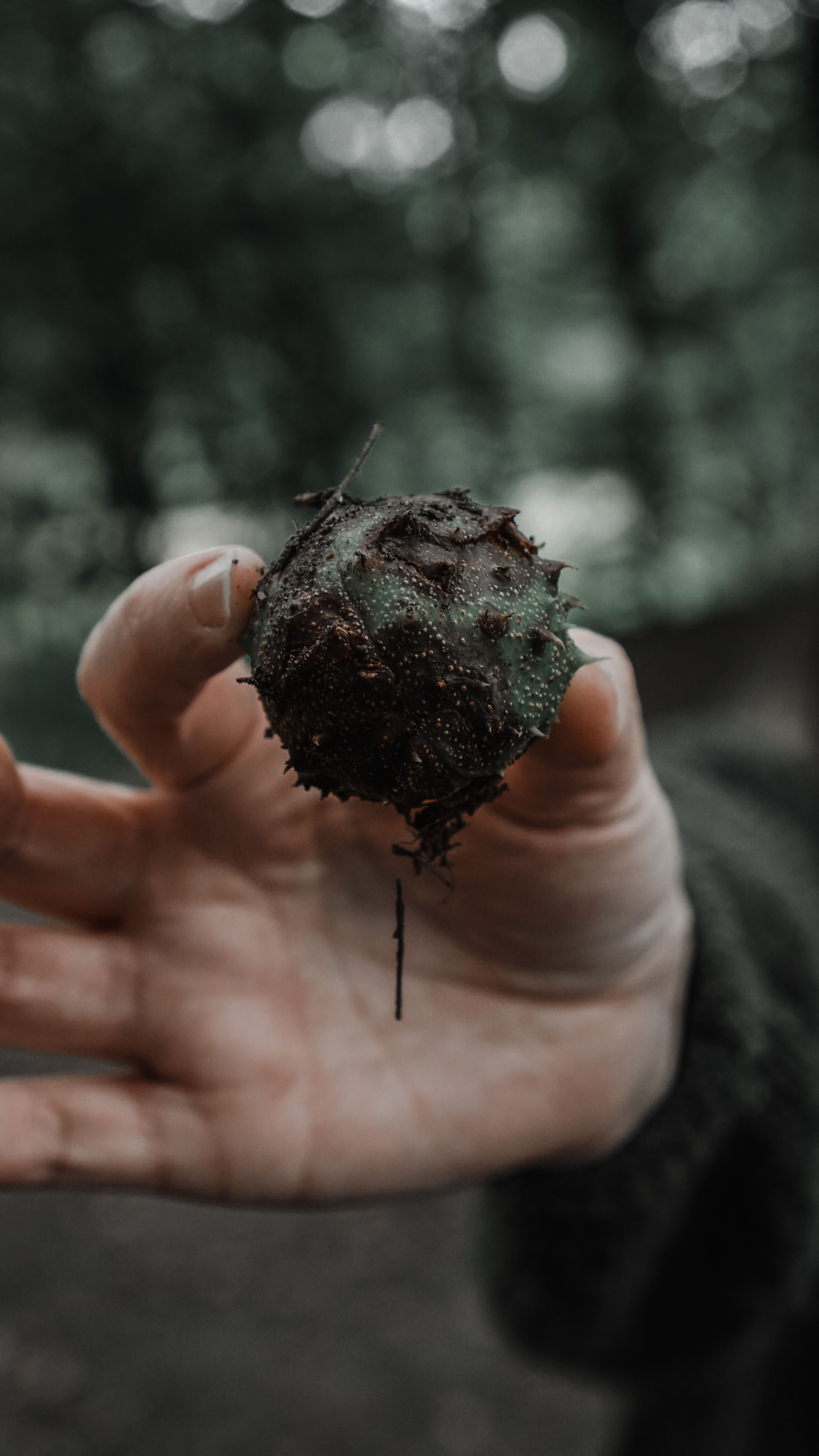 Hand Holding Autumn Leaf · Free Stock Photo