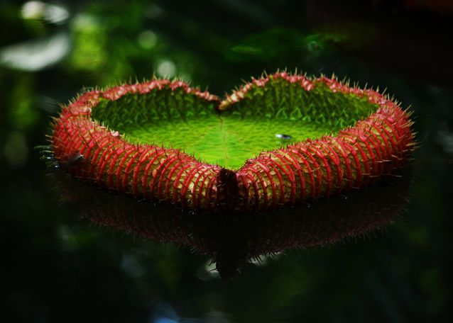 Amazon Lily Flower: How to Grow It Easy at Home