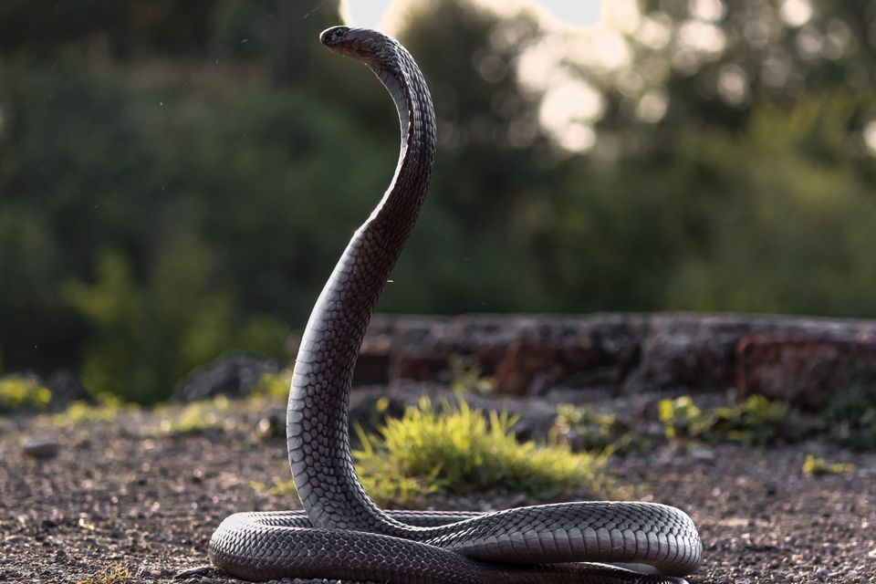 Elapidae: Safe Guide to the World's Most Venomous Snakes