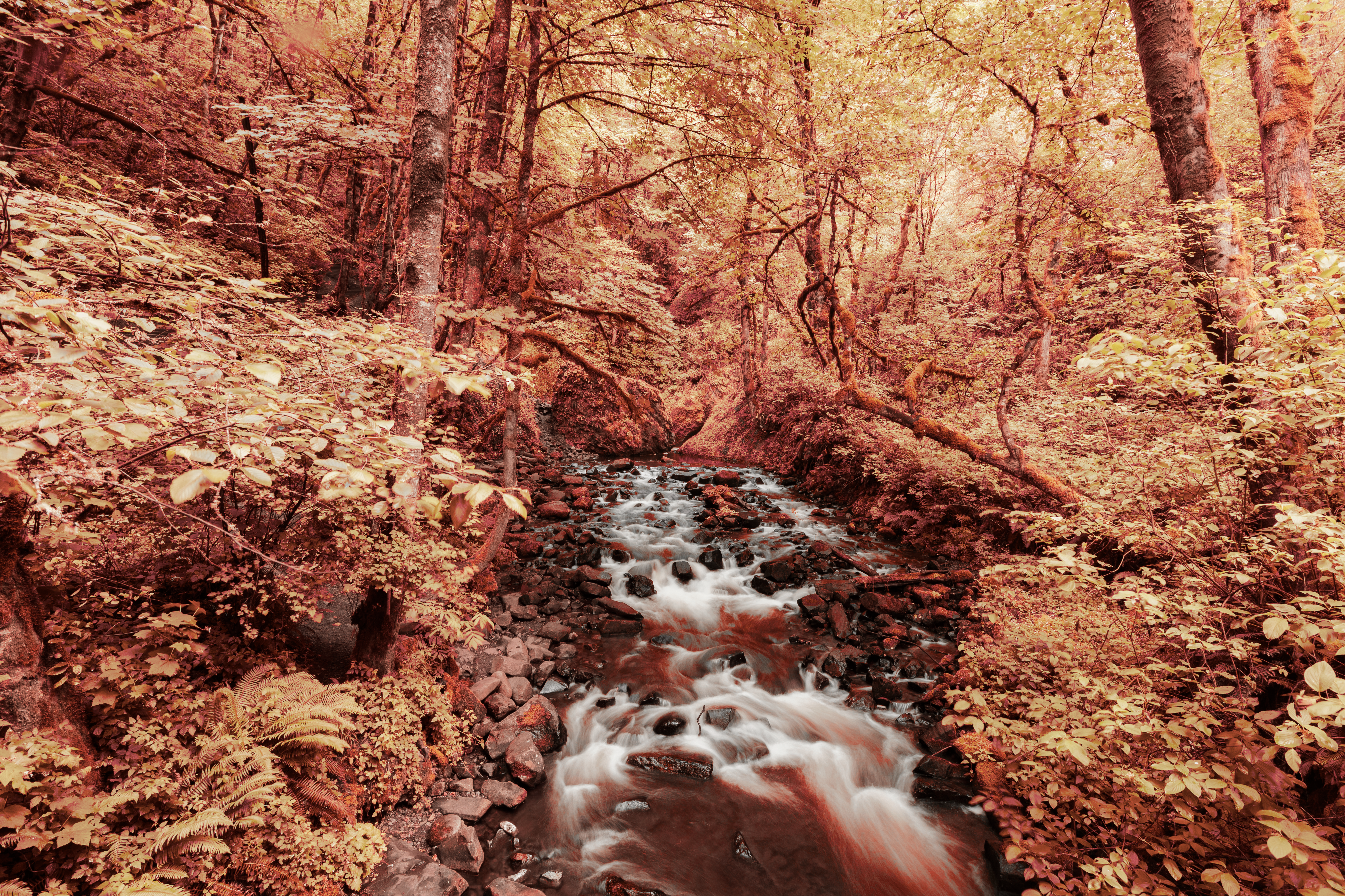 Cascade between Trees on a Forest · Free Stock Photo