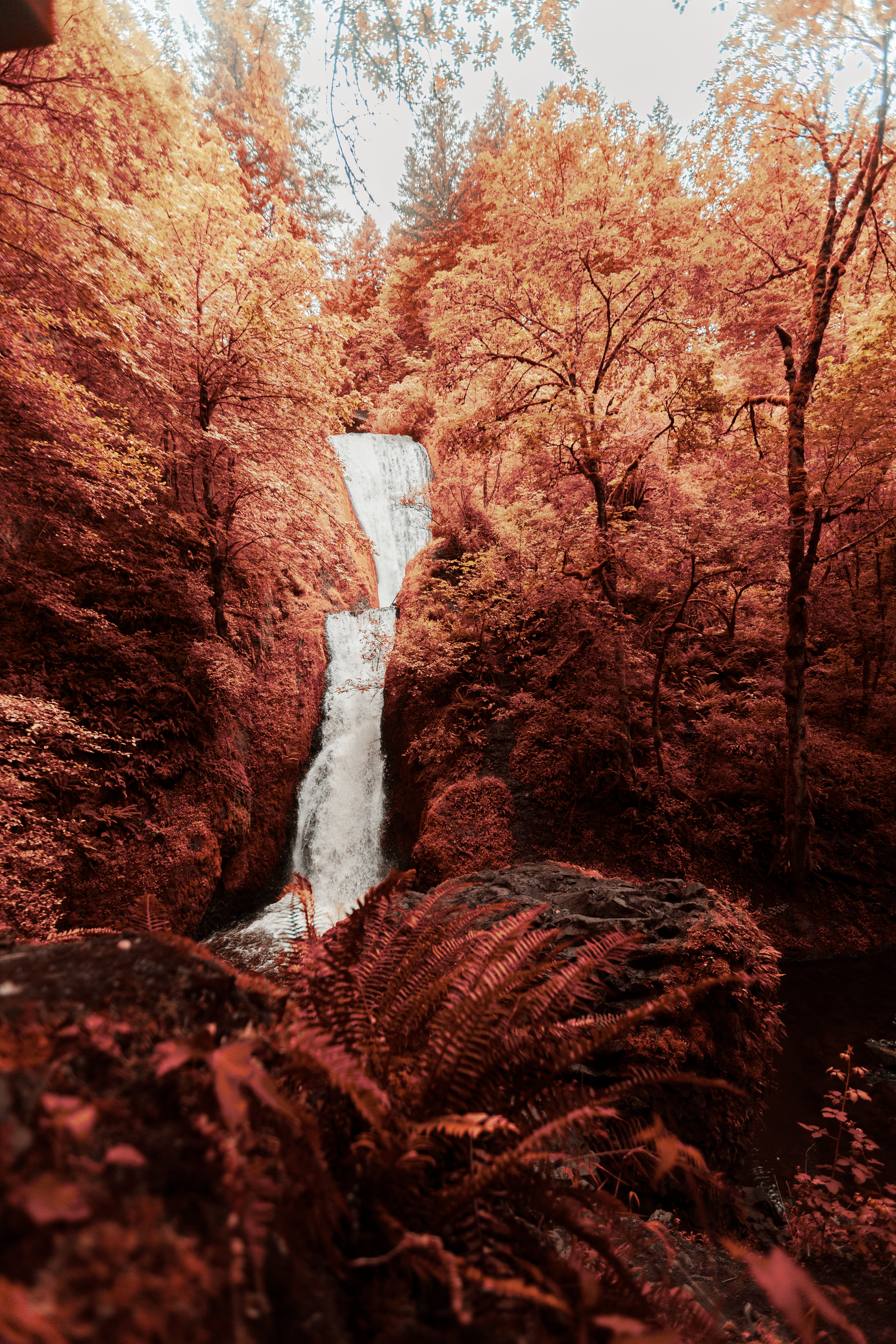 Brown Trees Near the Waterfalls · Free Stock Photo
