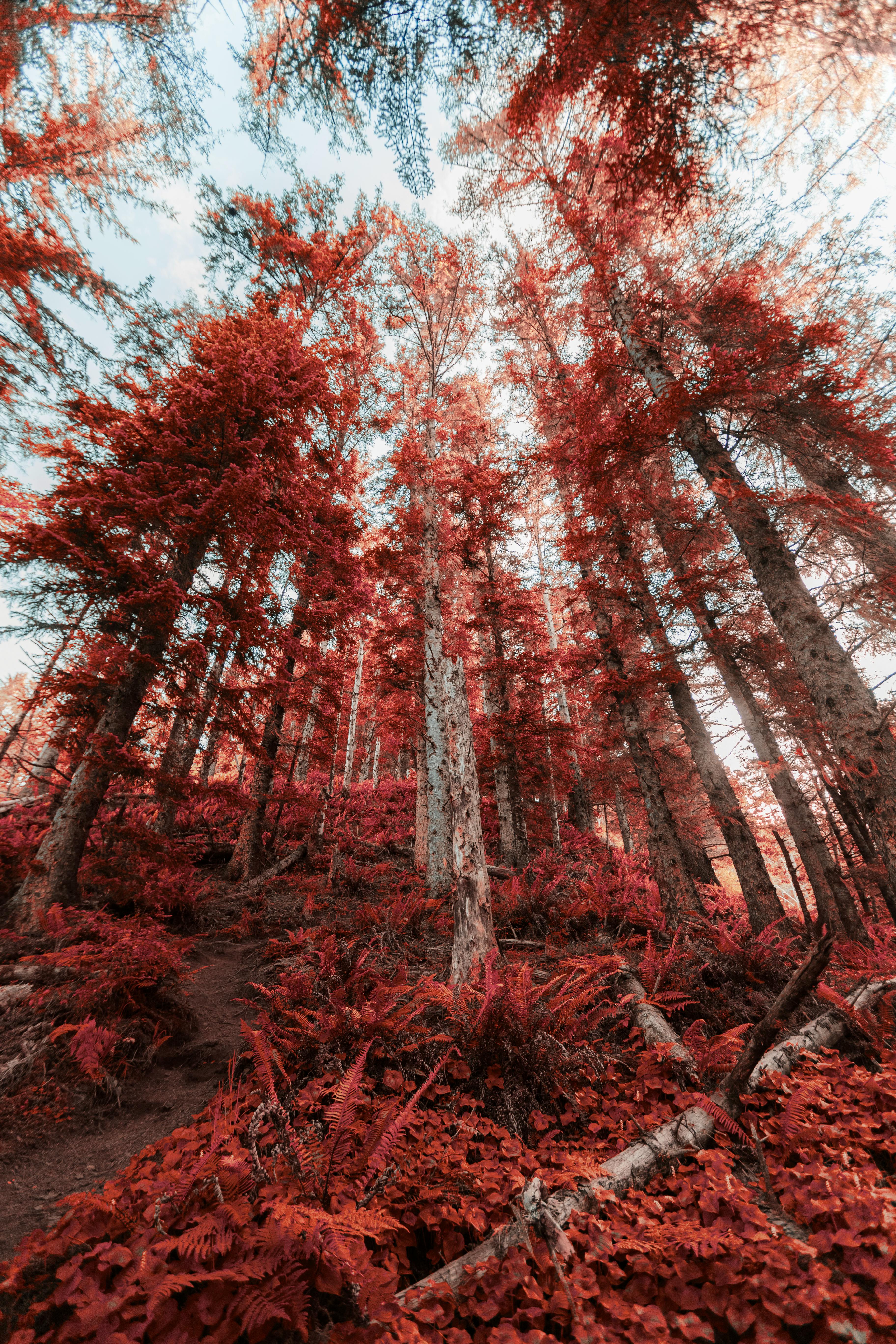Low Angle Shot of Trees · Free Stock Photo