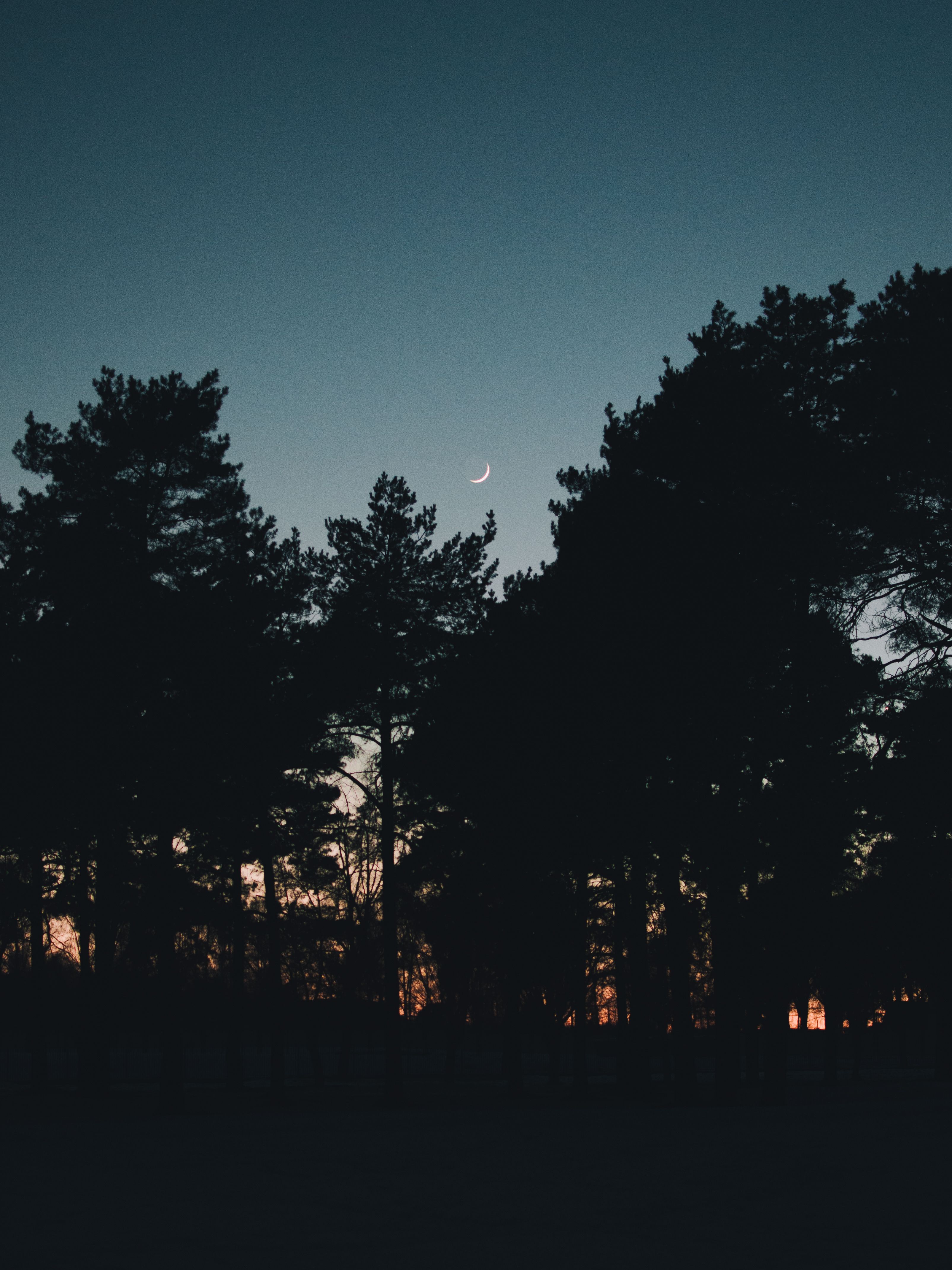 Silhouette of Trees at Night · Free Stock Photo