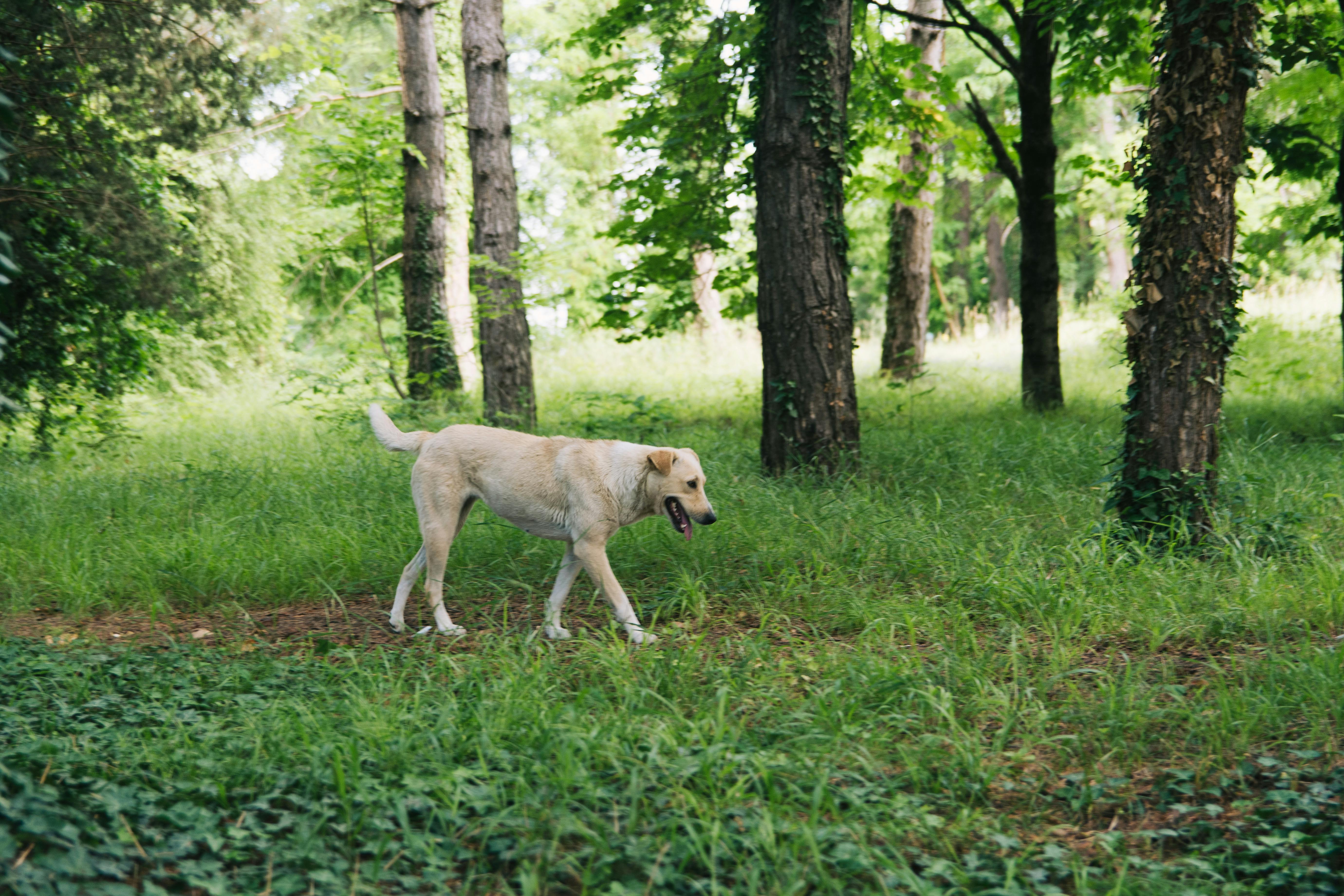 Photograph of a Dog Near Trees · Free Stock Photo