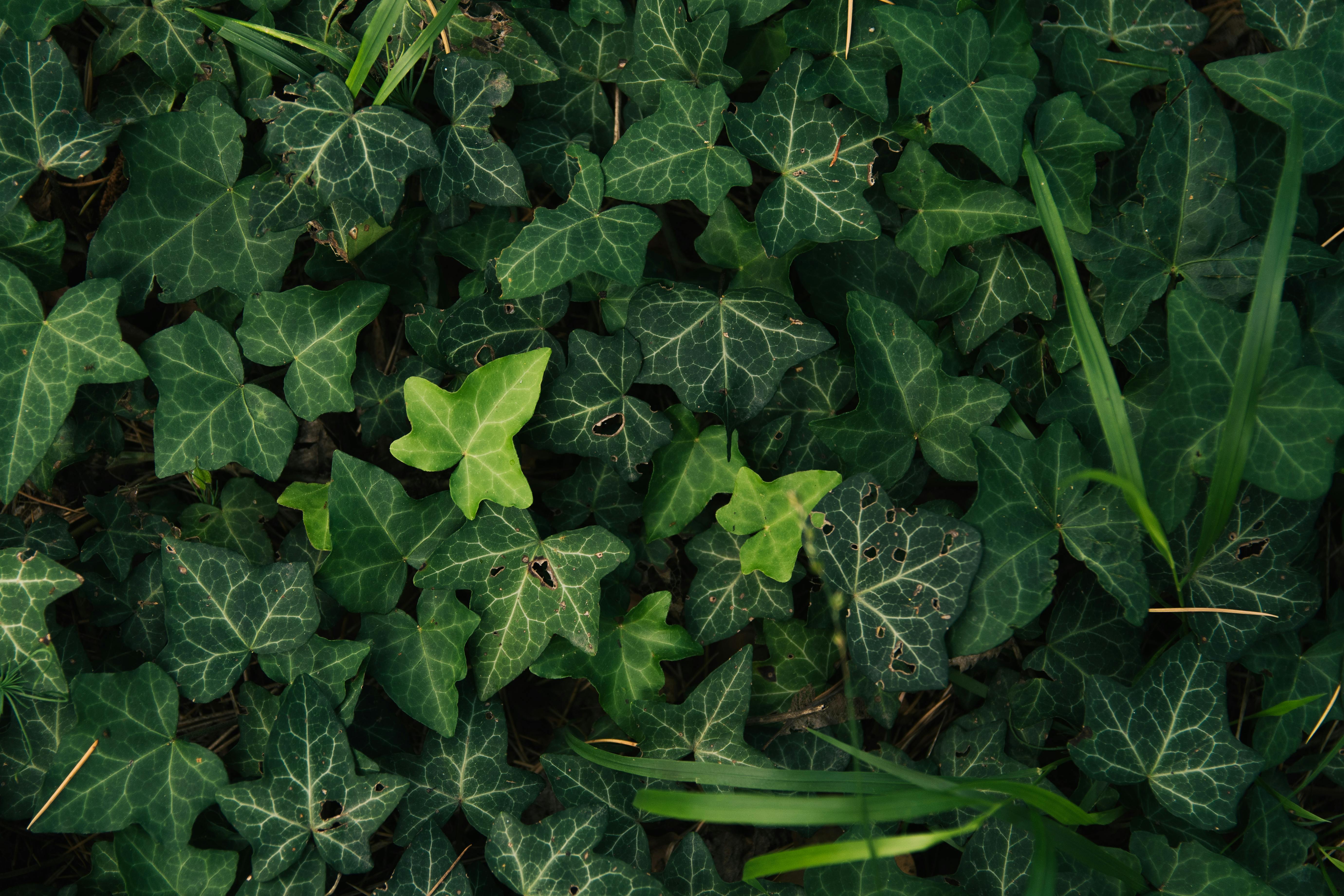 Common Ivy Covering the Ground · Free Stock Photo