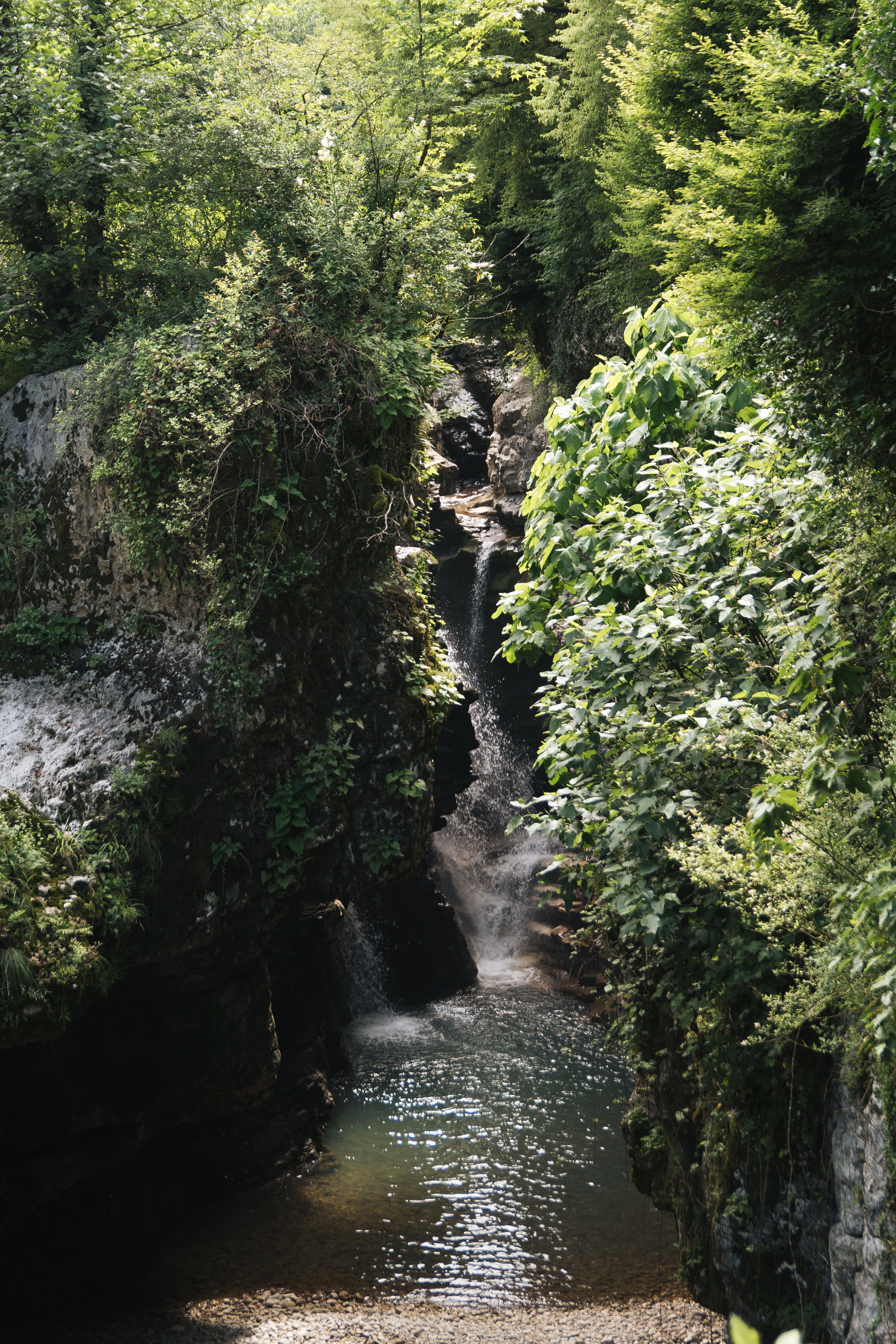 River in Between Green Trees · Free Stock Photo