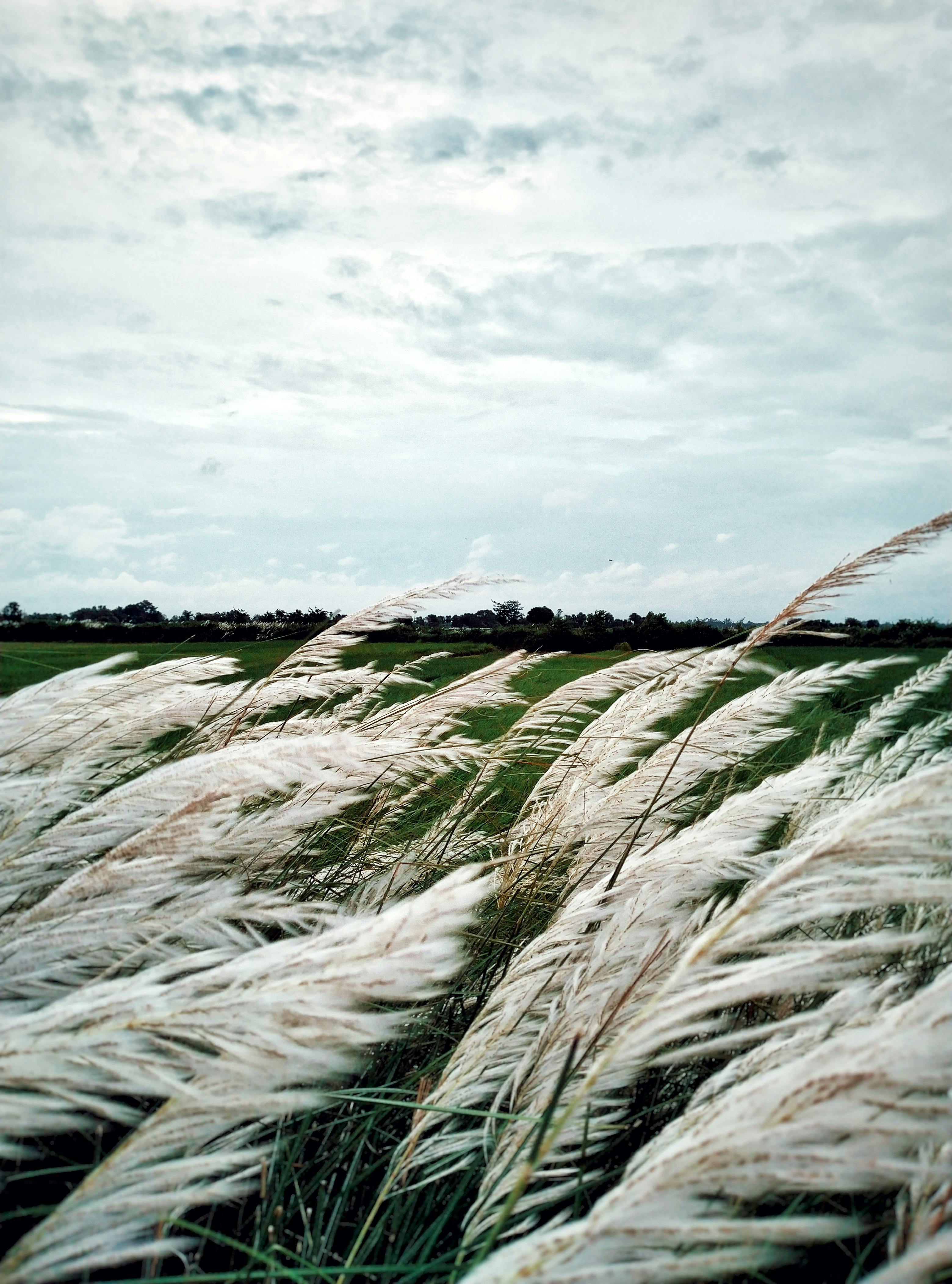 White Reed on the Field · Free Stock Photo