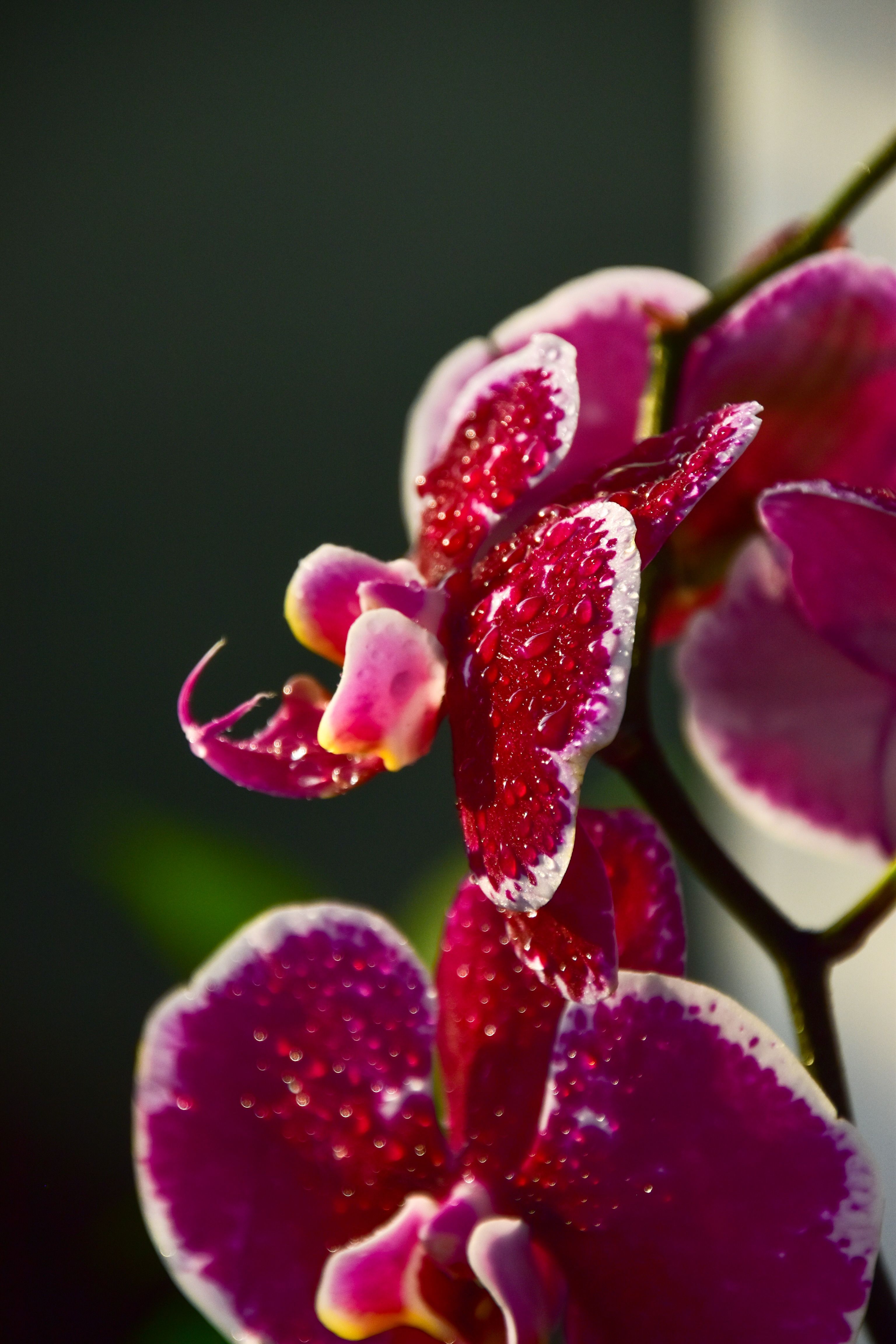 Close-up Photo of Orchids · Free Stock Photo