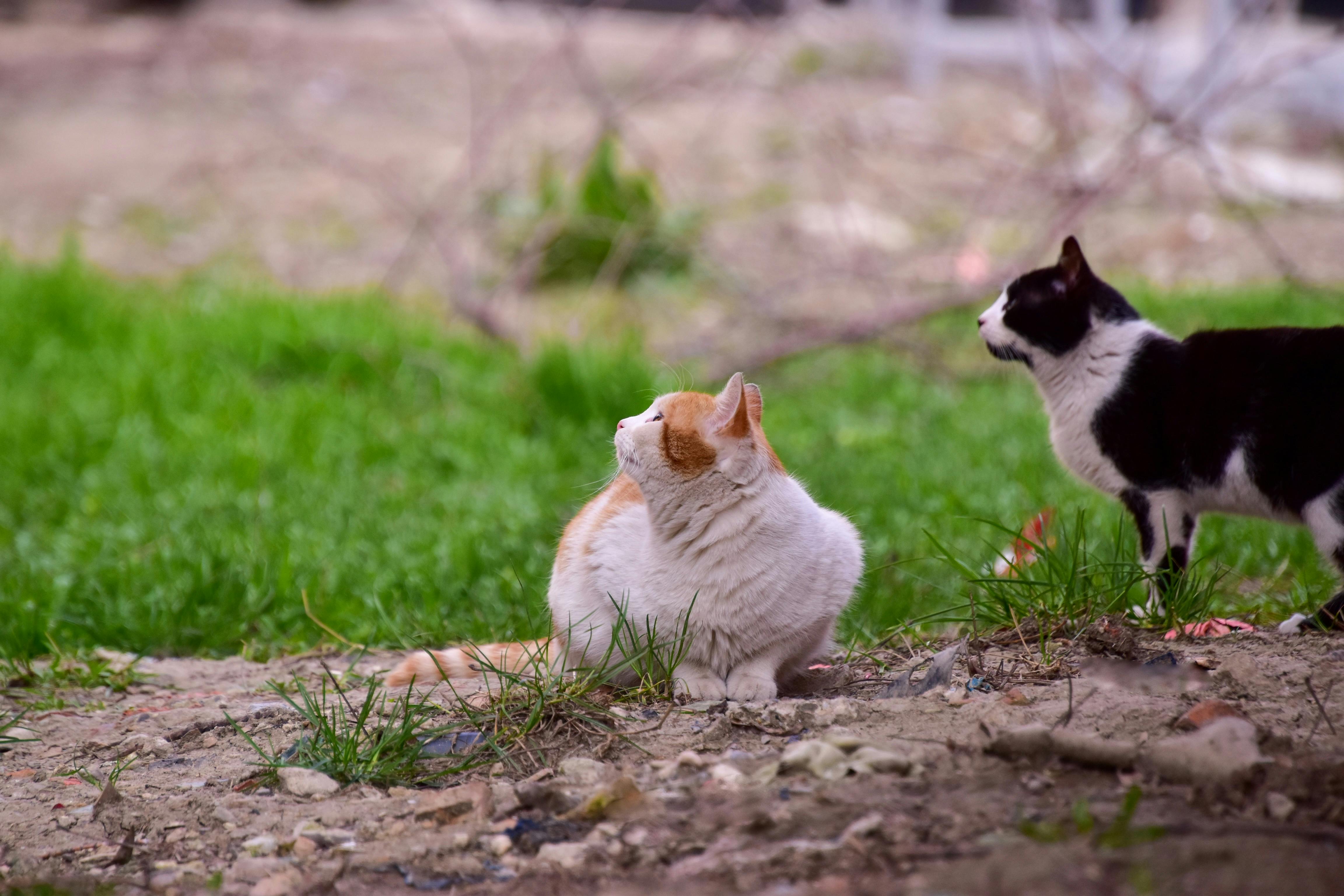 Cats on the Ground Looking Up · Free Stock Photo