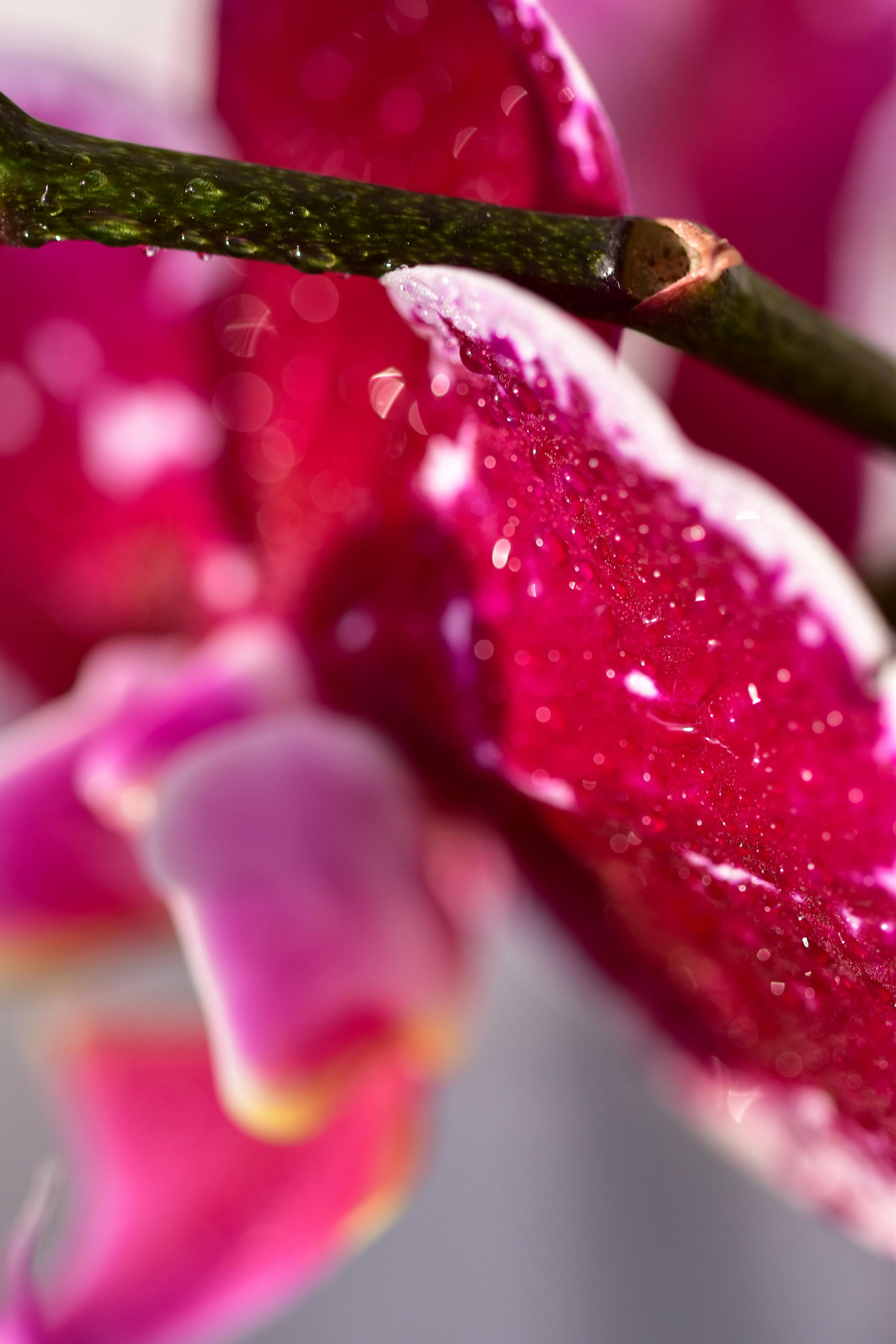 6,000+ Best Stem Photos · 100% Free Download · Pexels Stock Photos