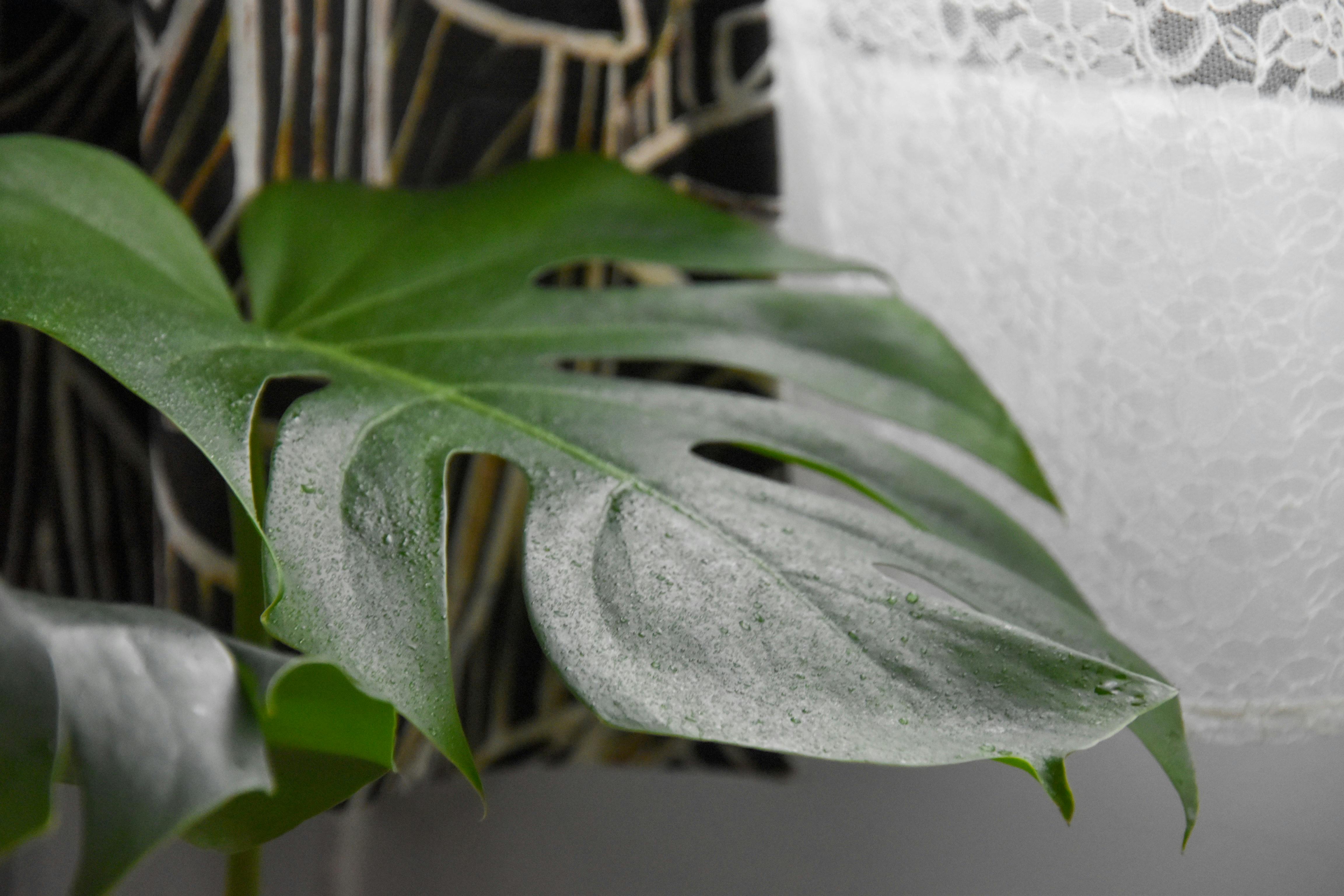 Monochrome Photo of a Swiss Chees Plant's Leaf · Free Stock Photo