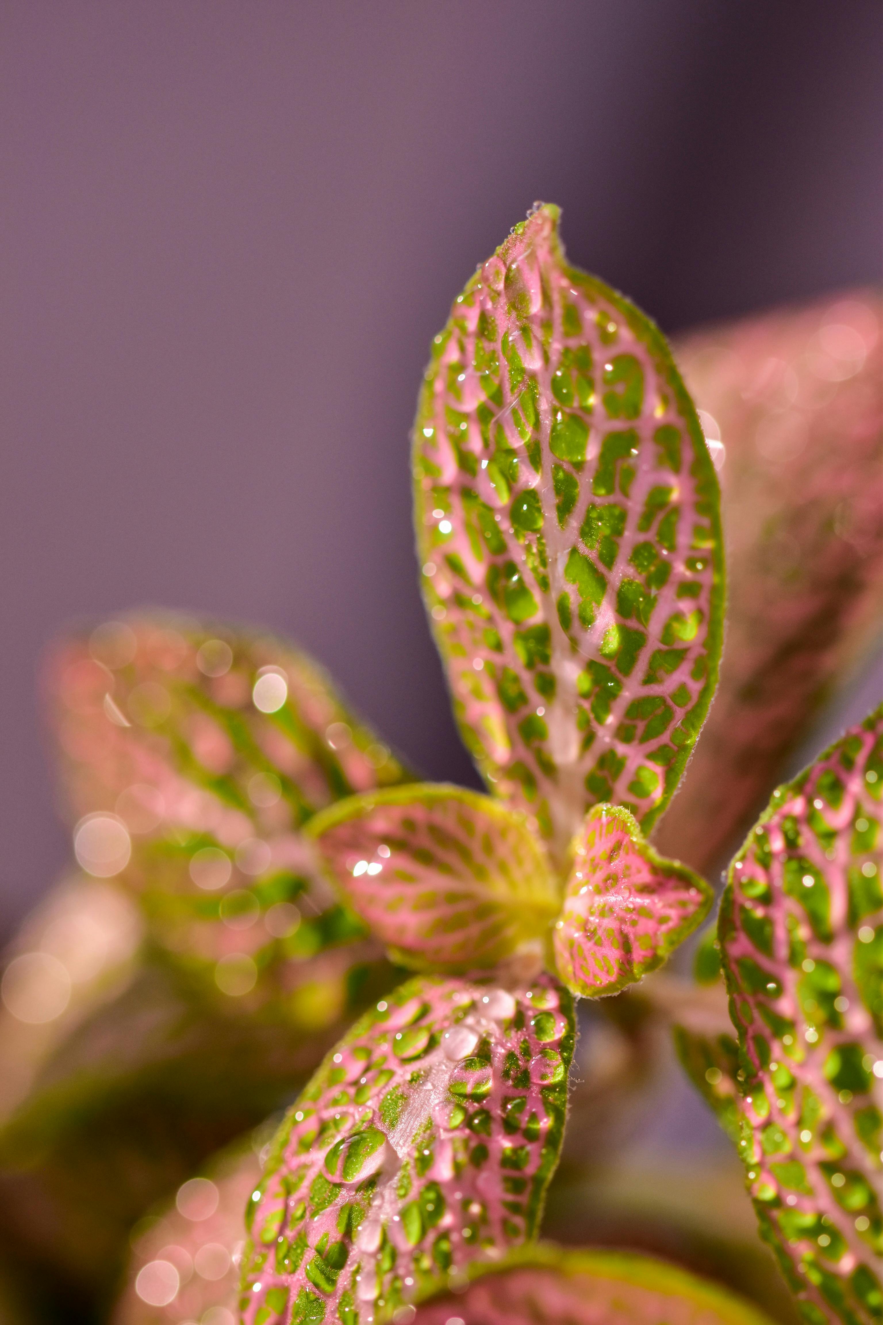 A Green and Pink Fittonia Plant with Water Droplets in Close-up ...