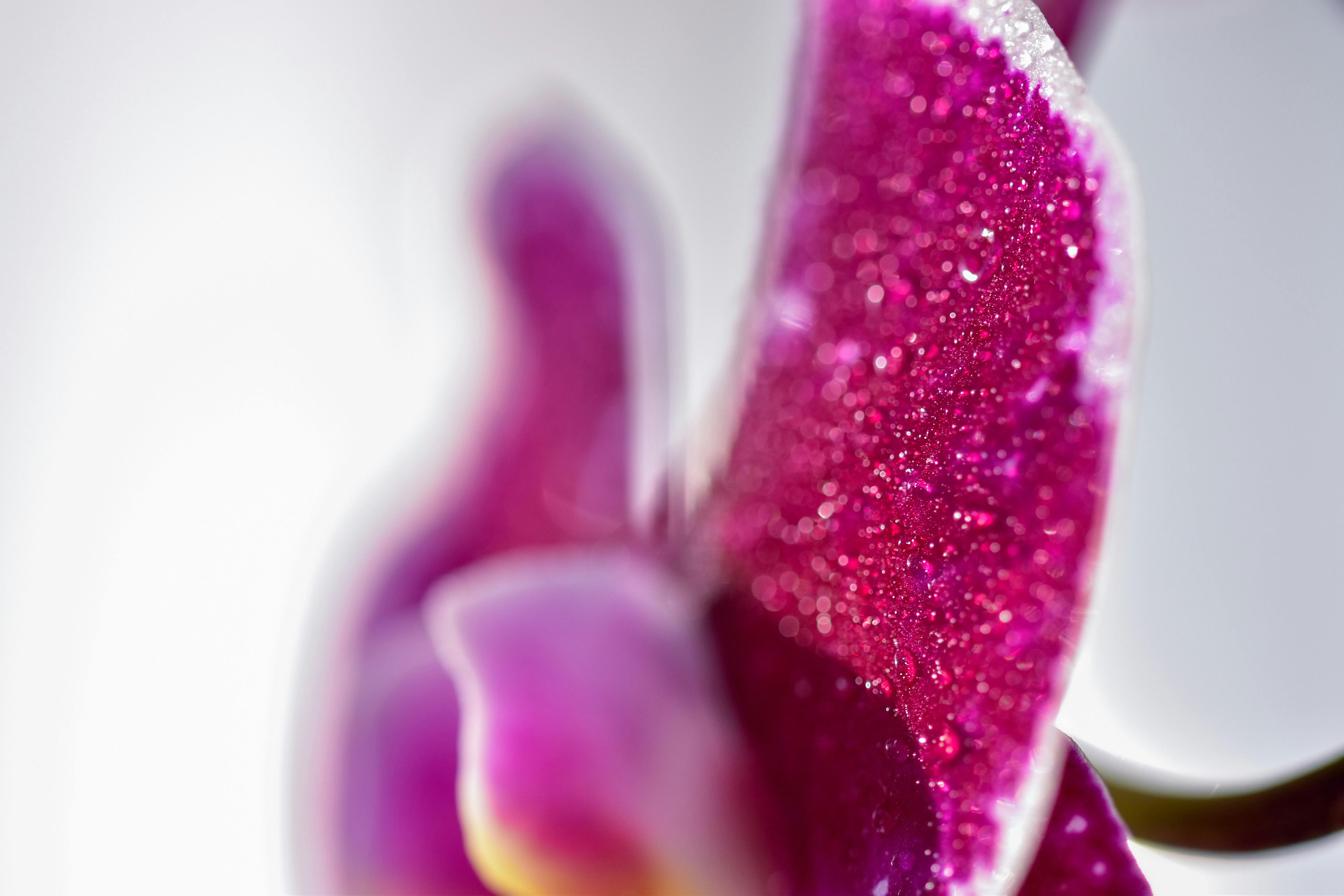 Hoja Morada · Foto de stock gratuita