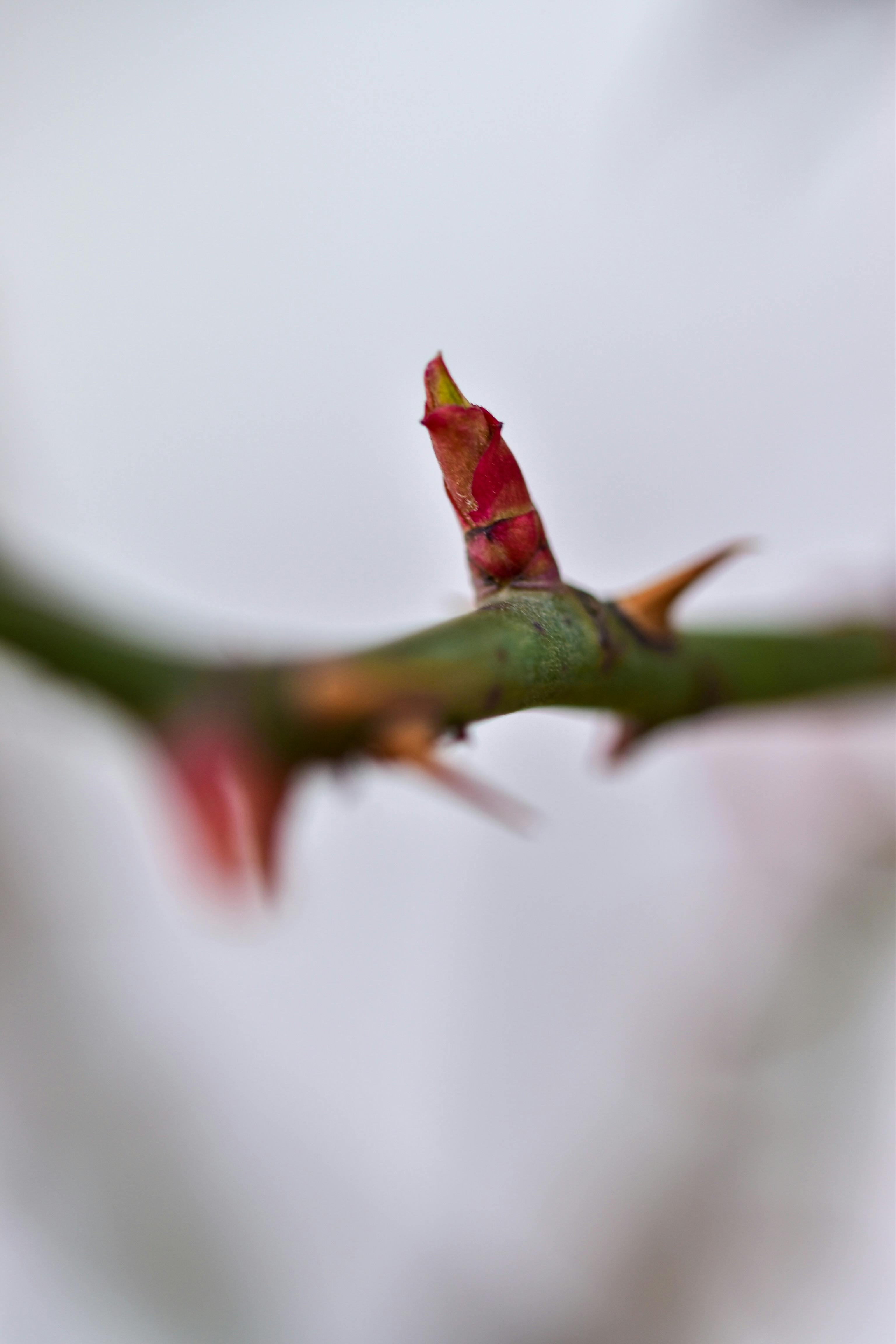 A Green Rose Stem with Thorns and a Sprout · Free Stock Photo