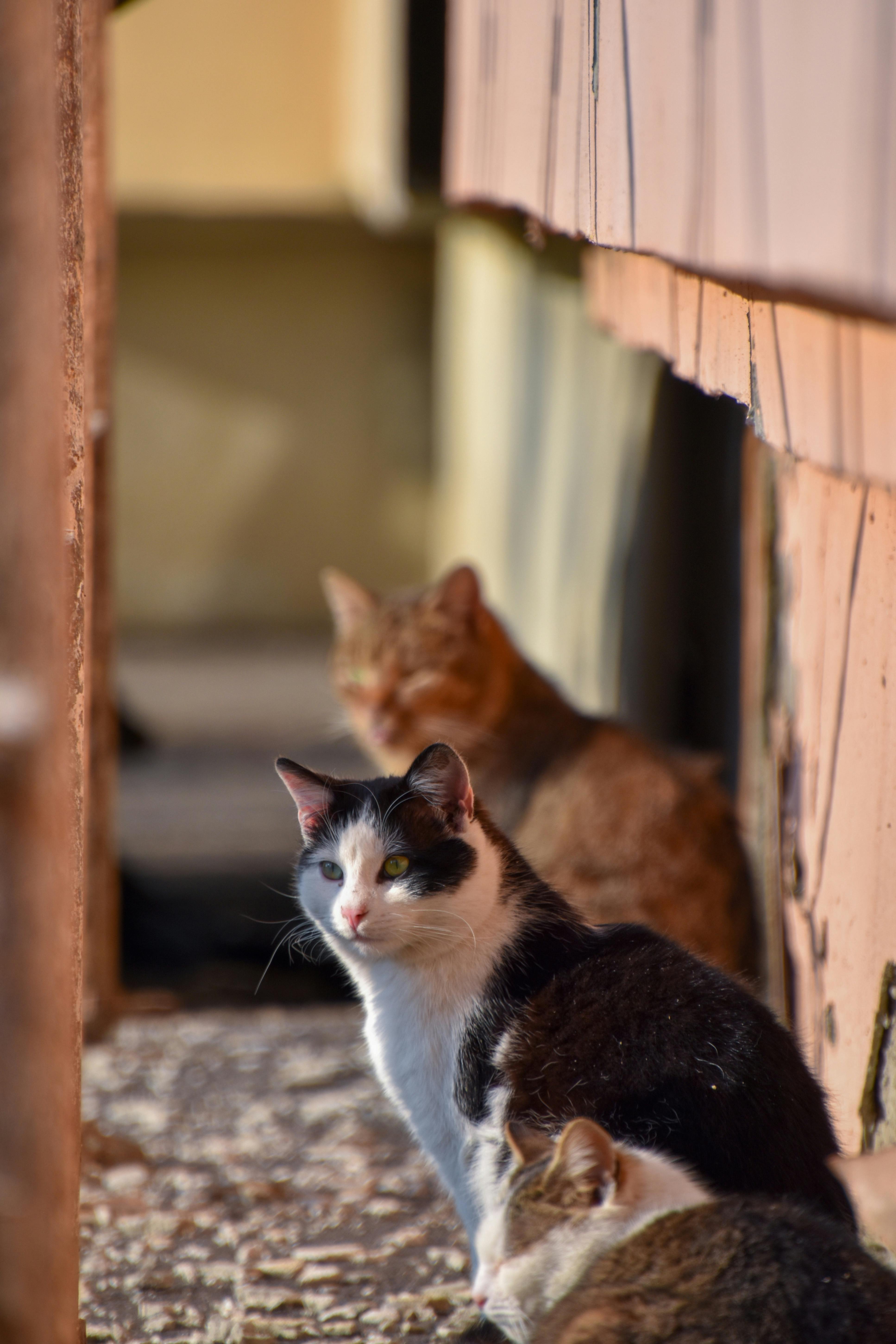 A Group of Cats Beside a Wooden Wall · Free Stock Photo