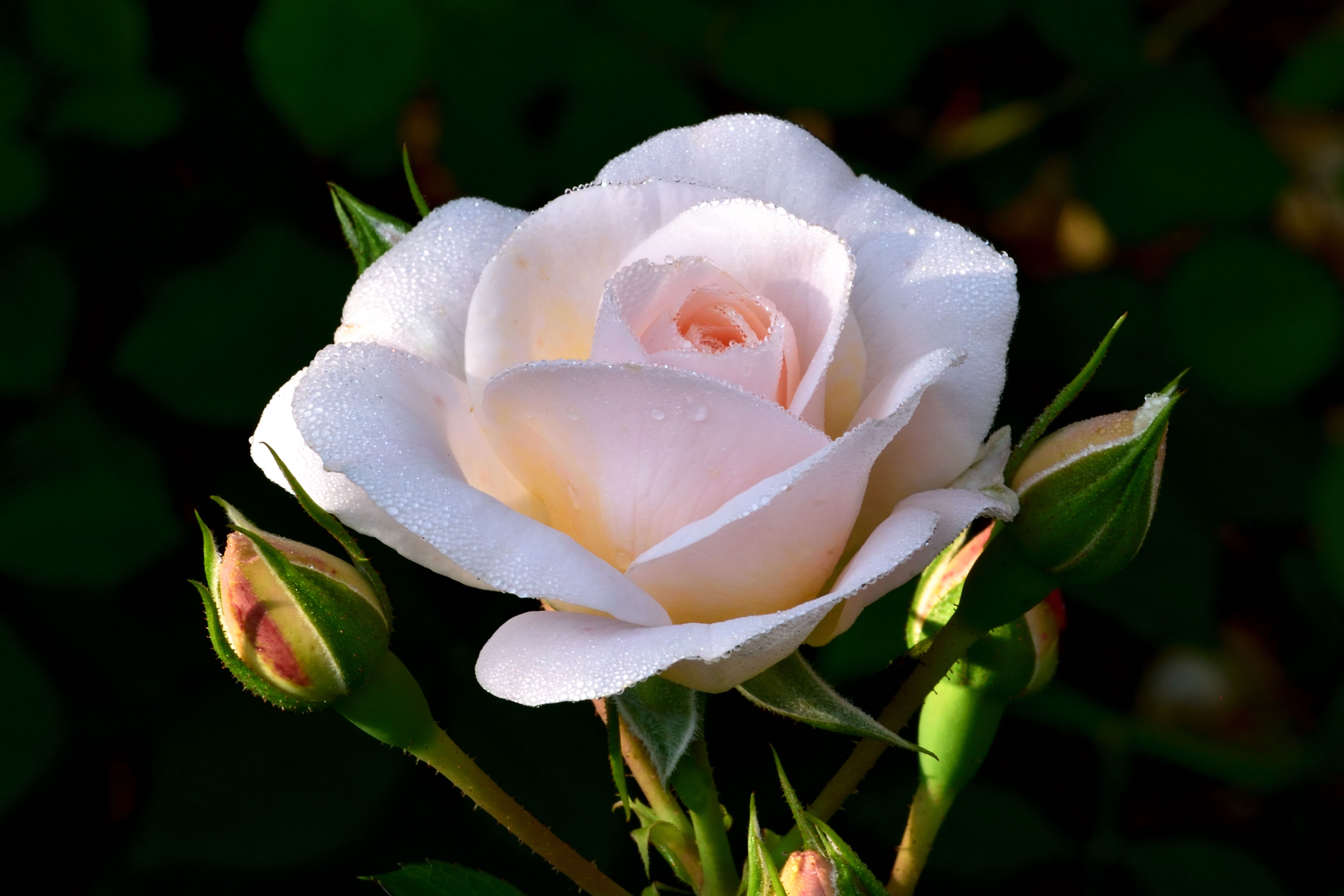 Close-Up Shot of a Garden Rose · Free Stock Photo