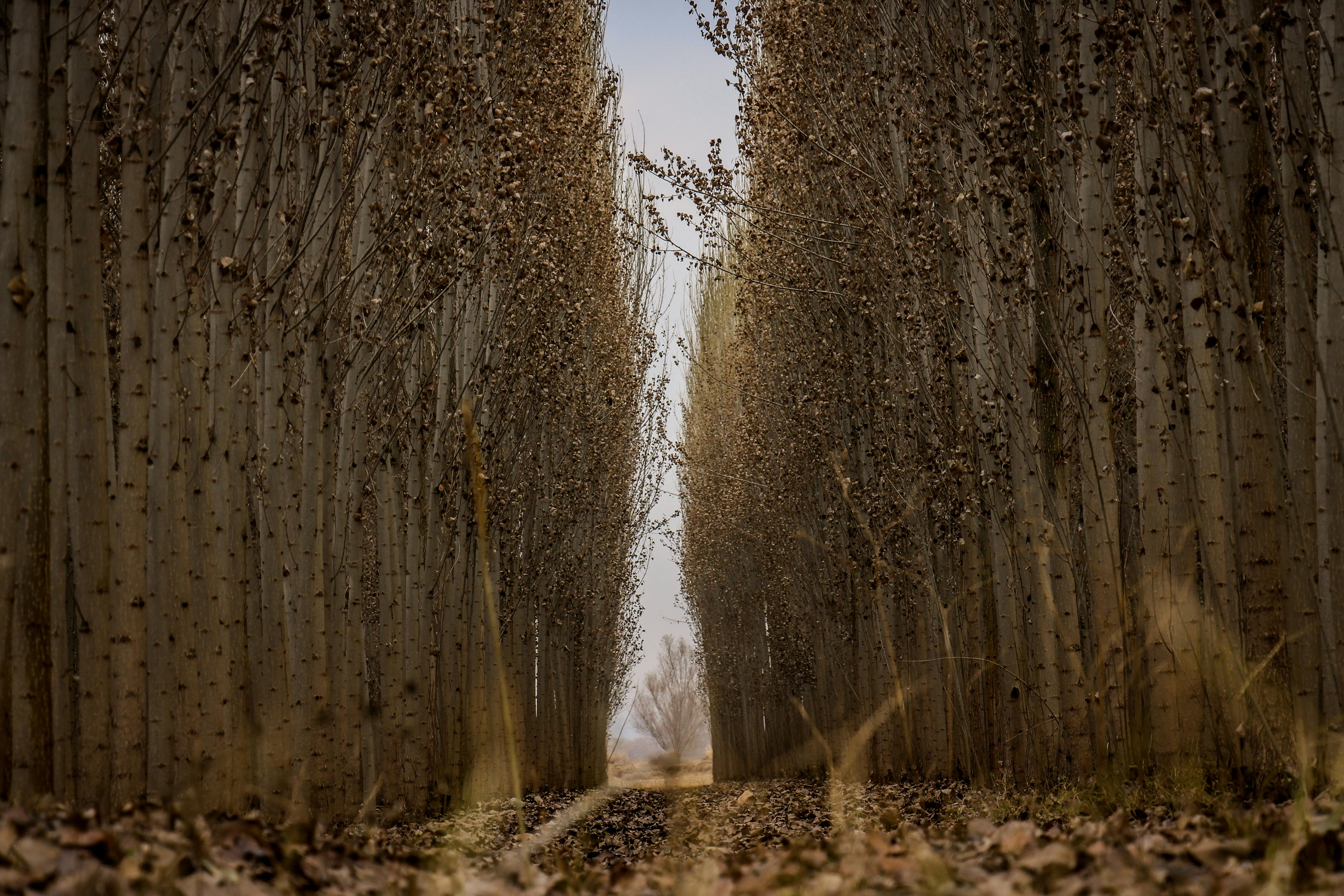 Green Alley with Trees · Free Stock Photo