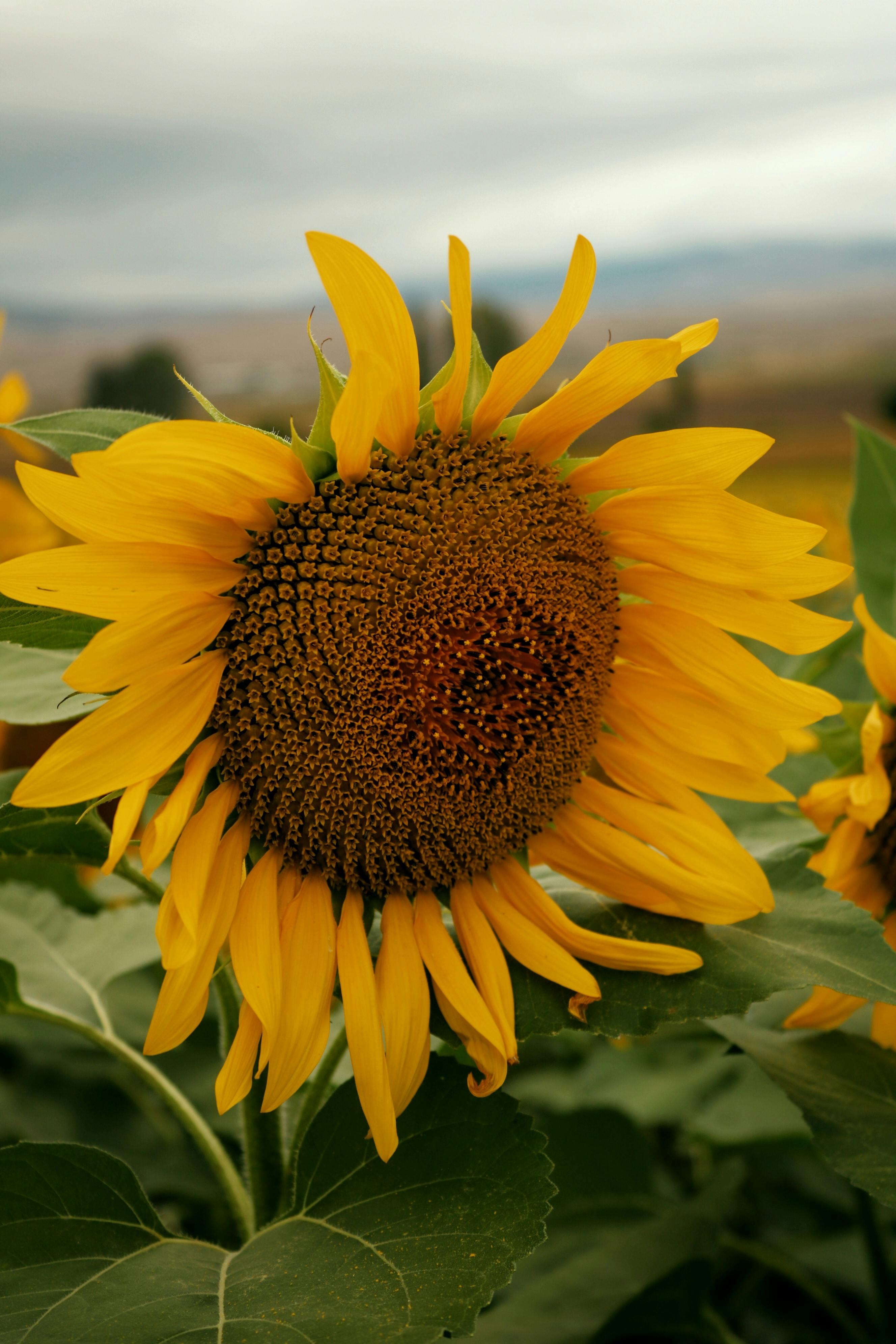 Close-Up Photo of a Sunflower Seed Pod · Free Stock Photo