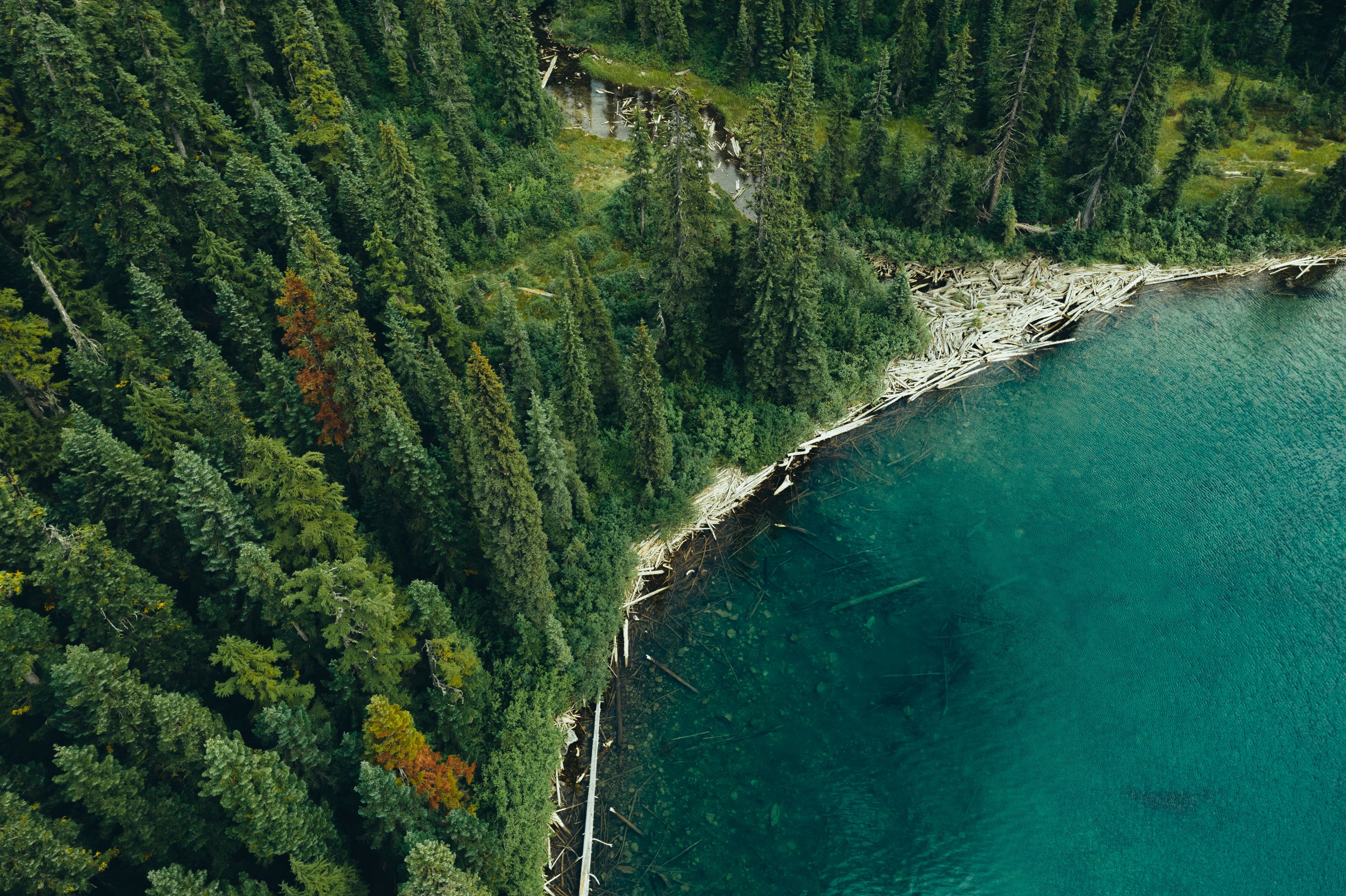 Aerial View of Tress near Body of Water · Free Stock Photo