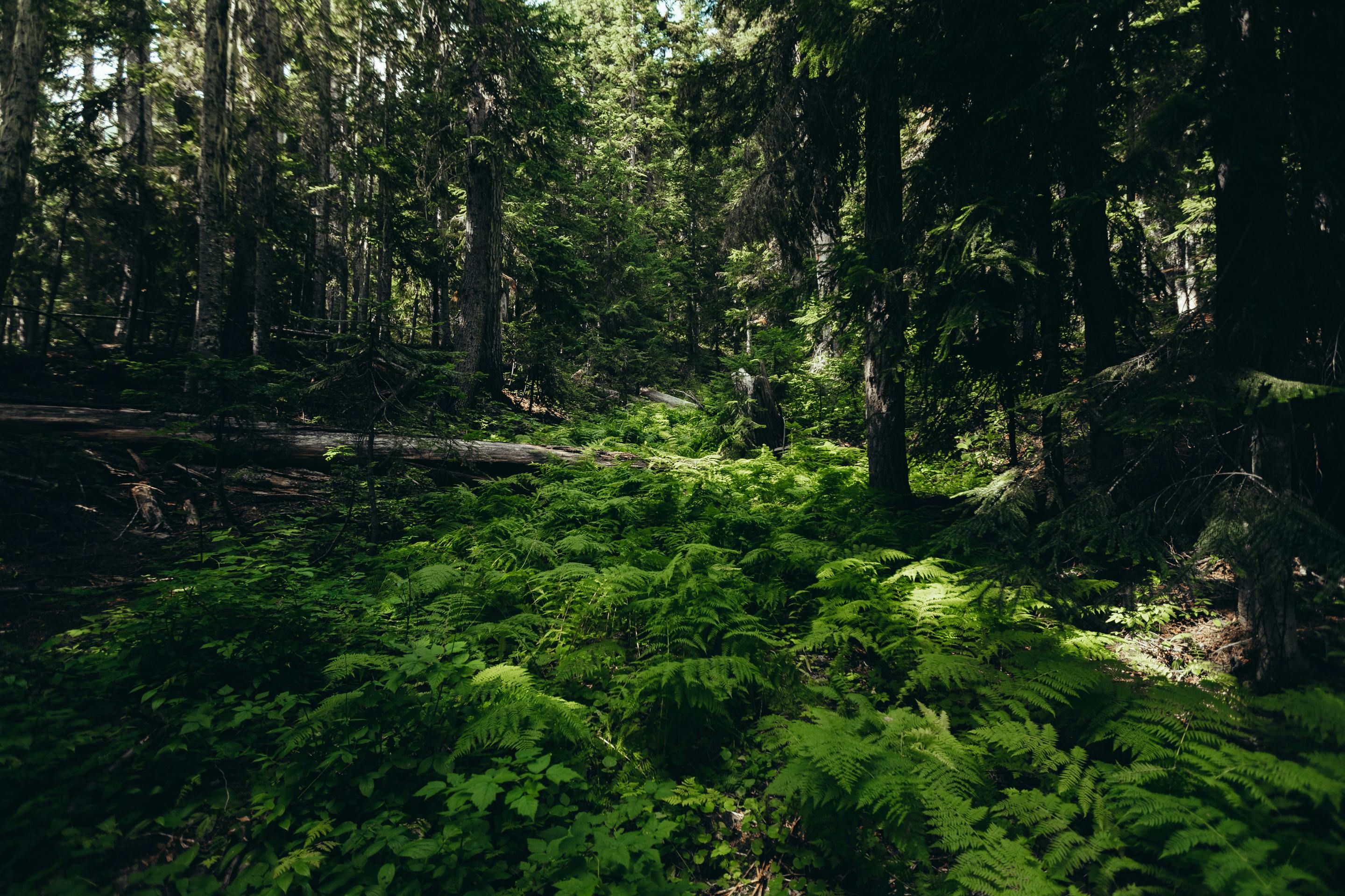 Low Angle View of Trees on Forest · Free Stock Photo