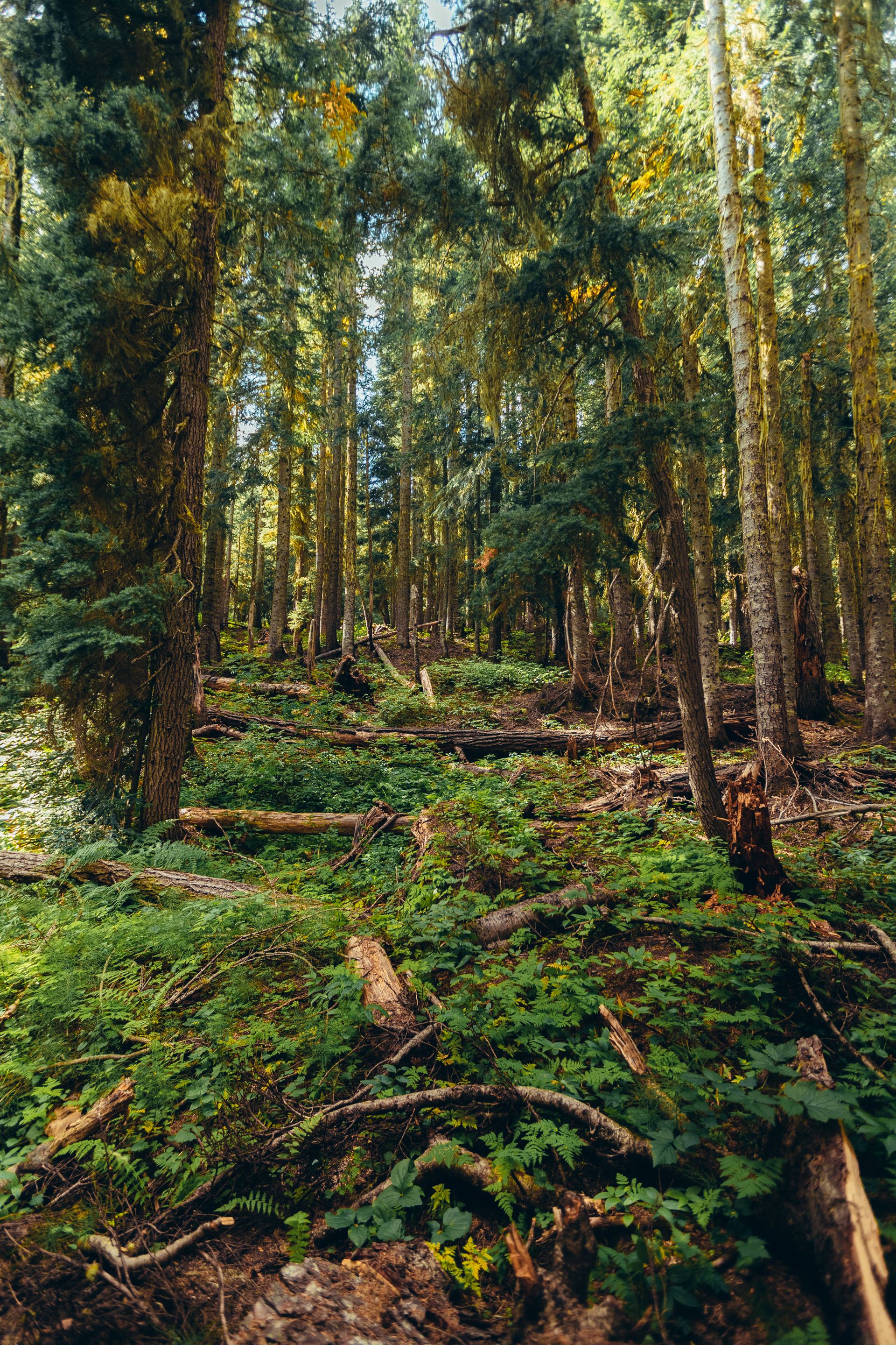 Tall Trees in the Forest · Free Stock Photo