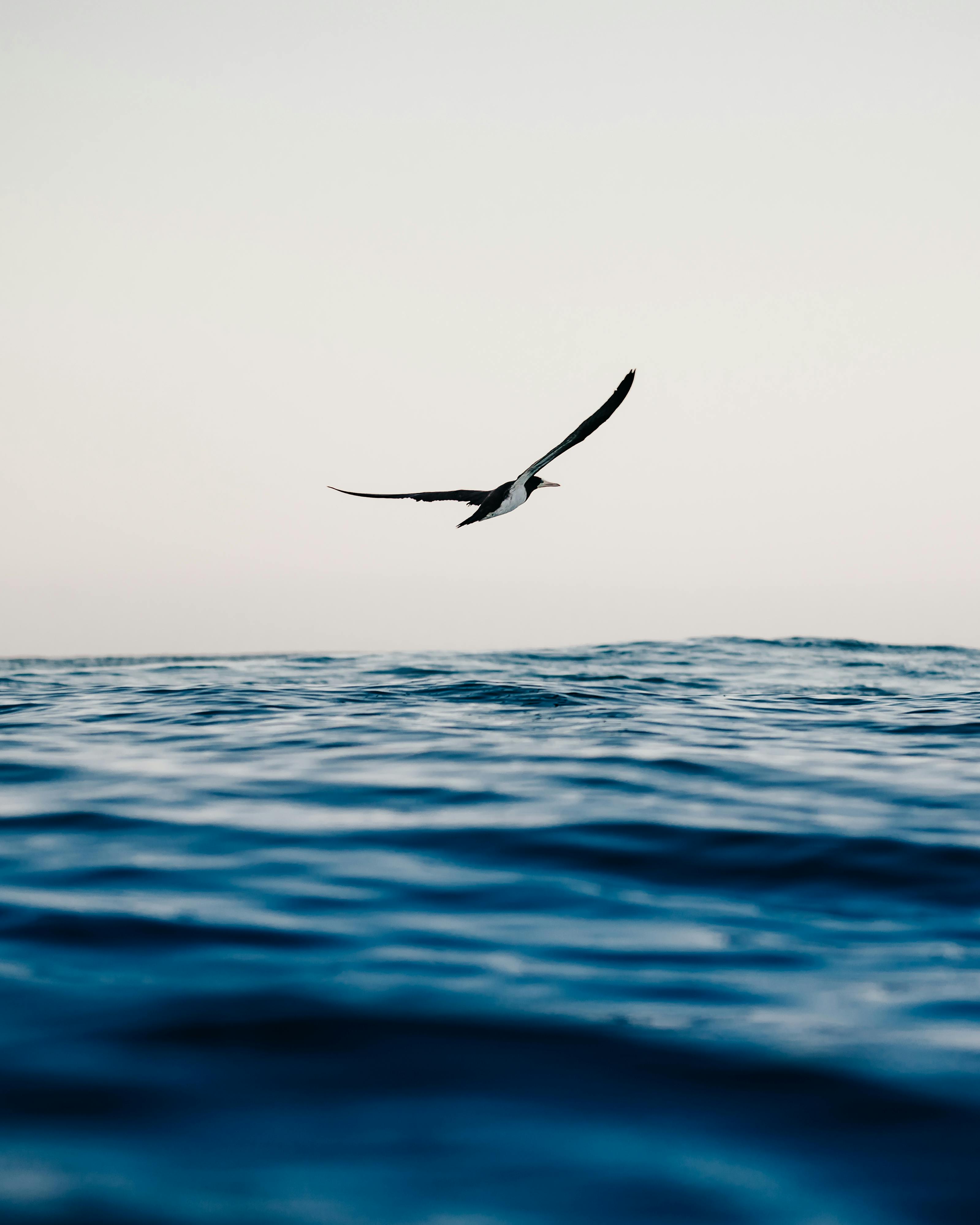 A Bird Flying Under Blue Sky · Free Stock Photo