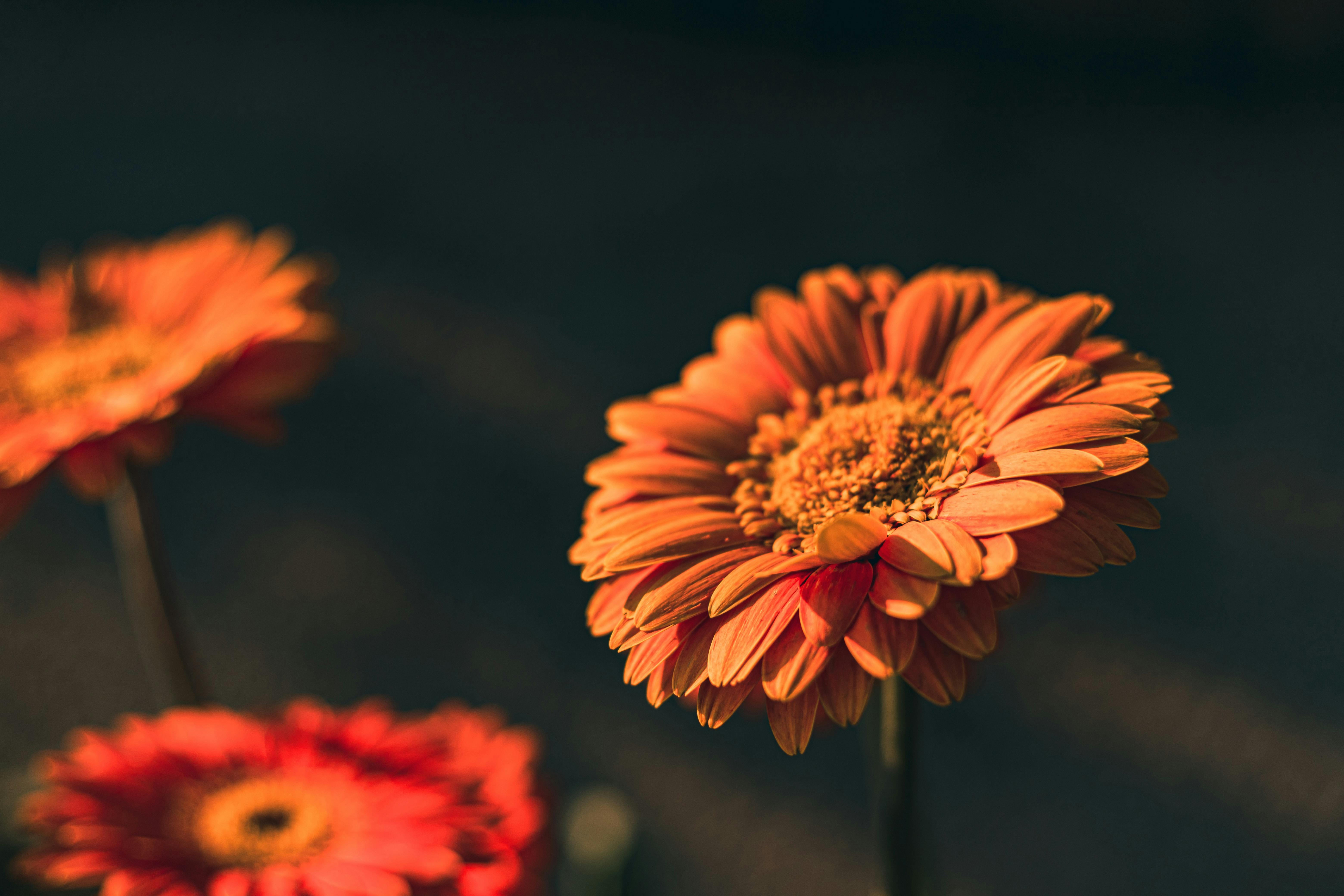 Barberton Daisies with Teddy Bear in a Vase · Free Stock Photo