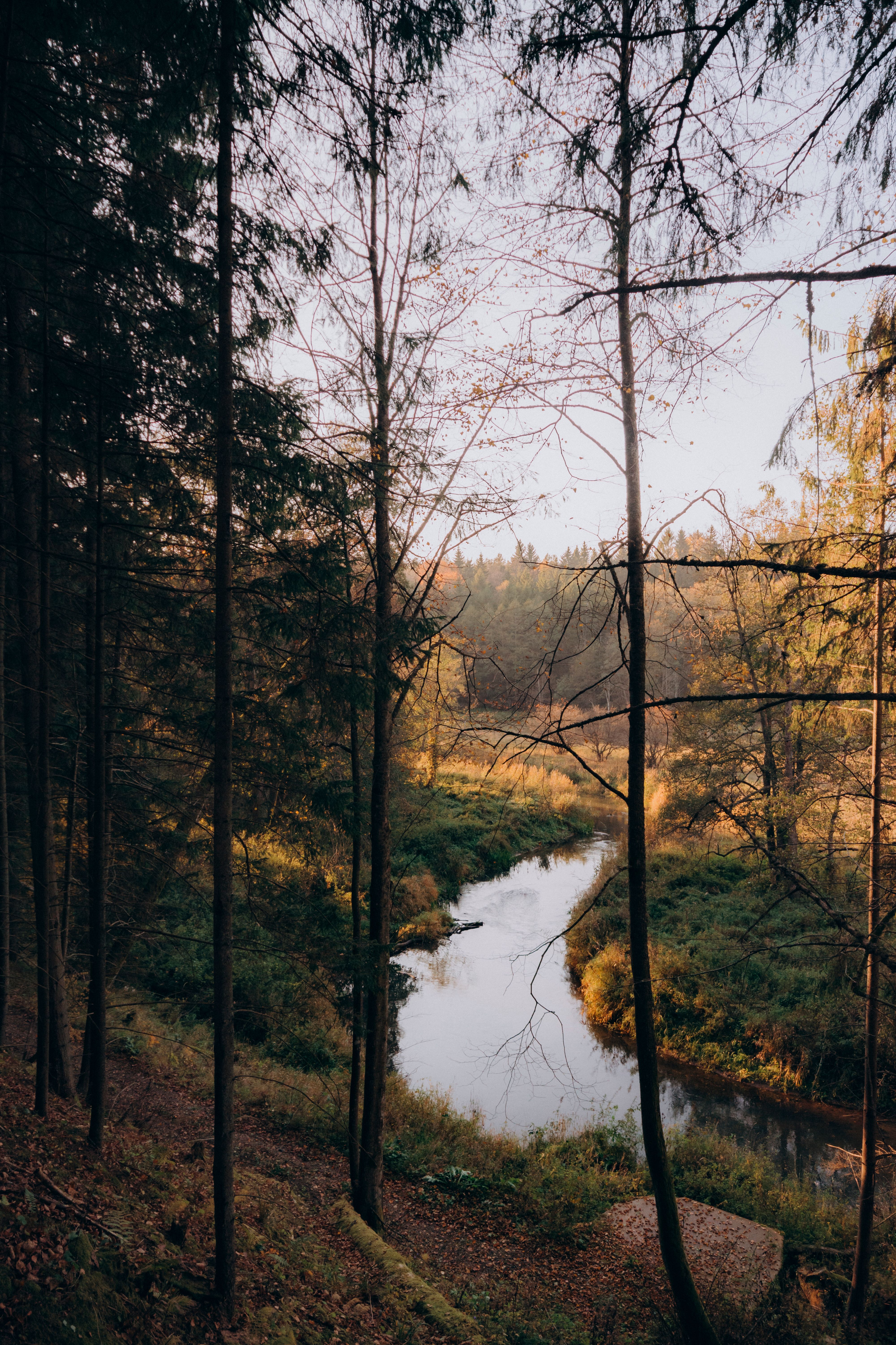 River Between Trees · Free Stock Photo