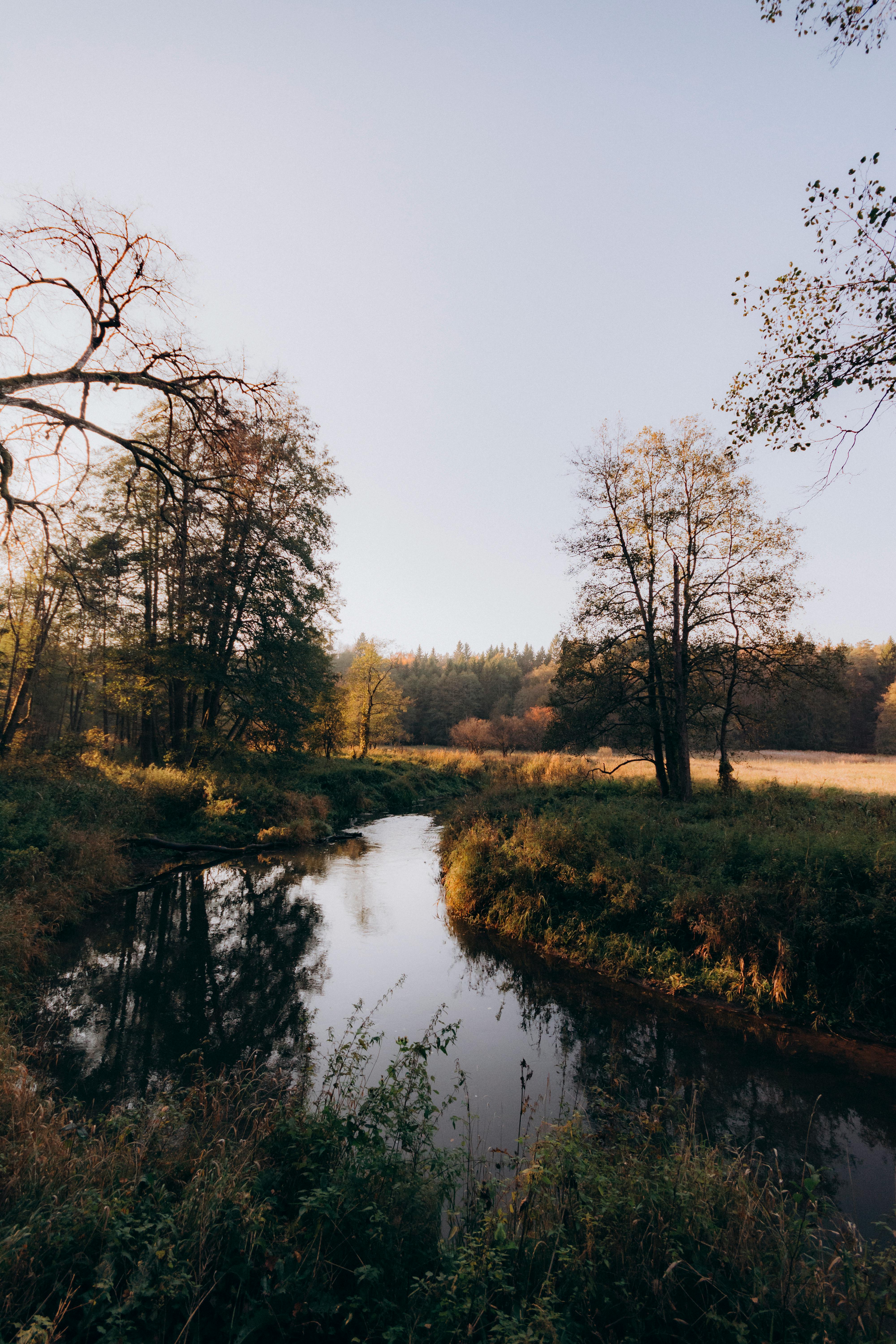 Green Trees Near the River · Free Stock Photo
