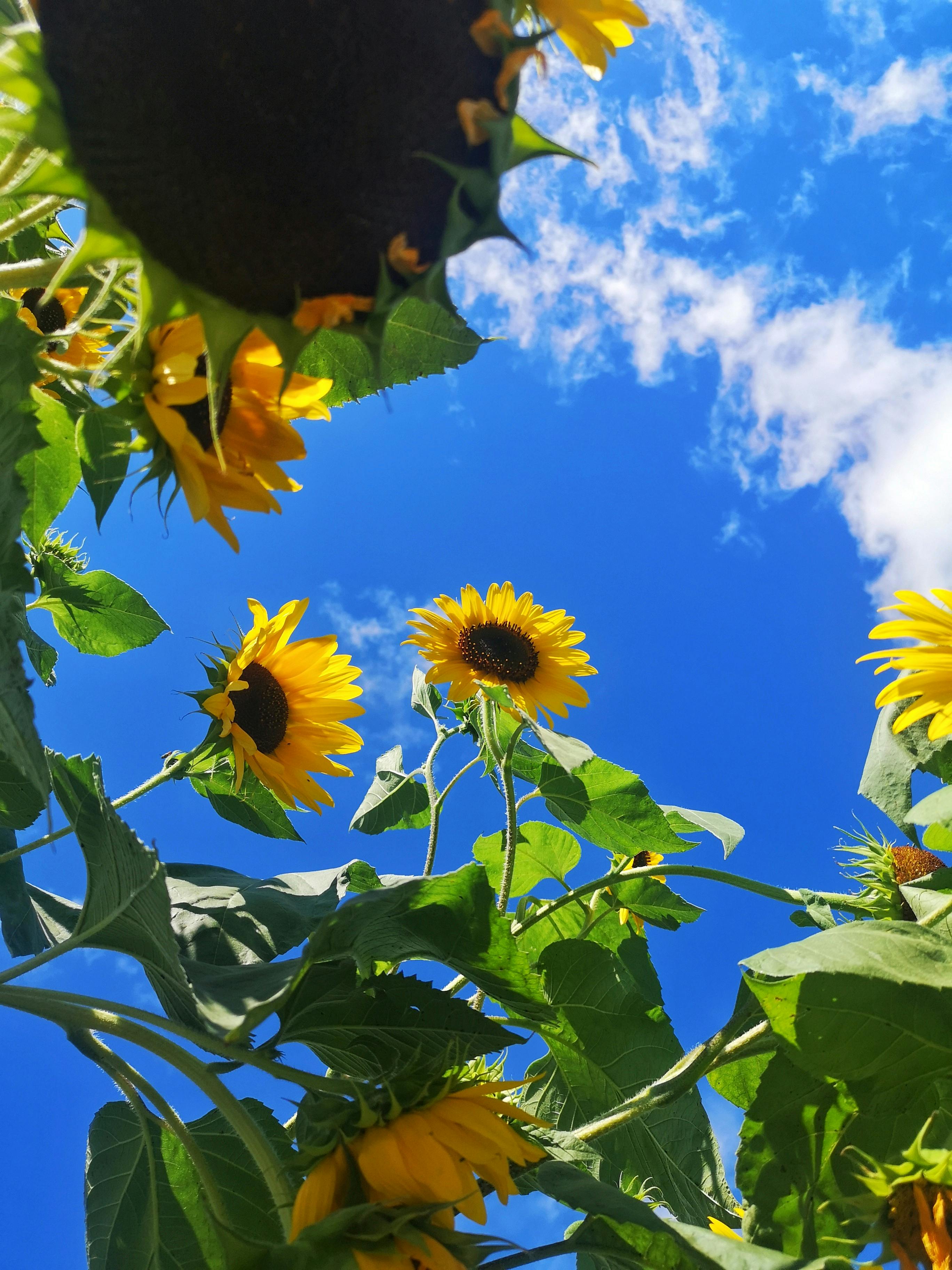 Sunflowers Background Photos, Download The BEST Free Sunflowers ...