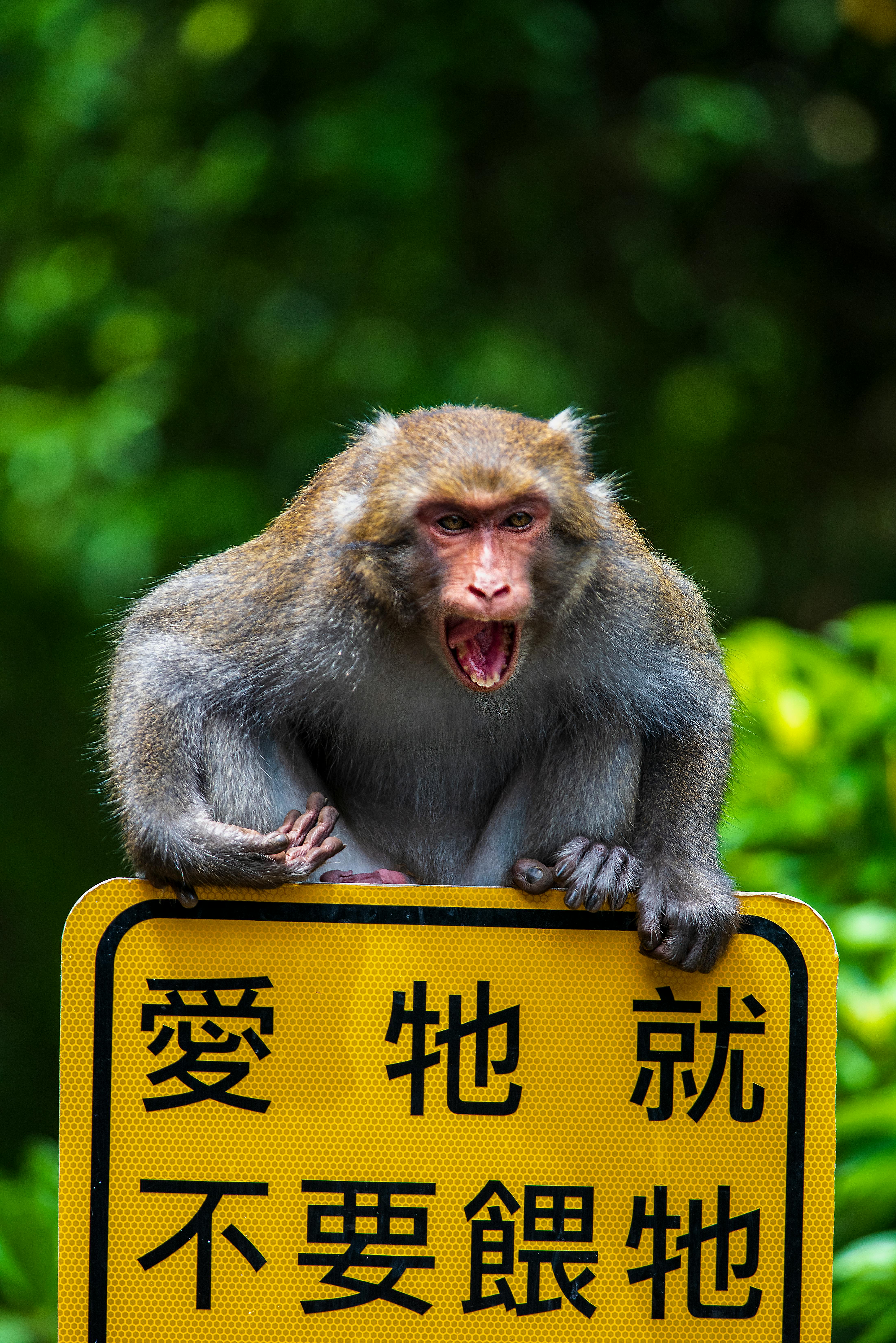 A Close-Up Shot of a Rhesus Macaque on a Signage · Free Stock Photo