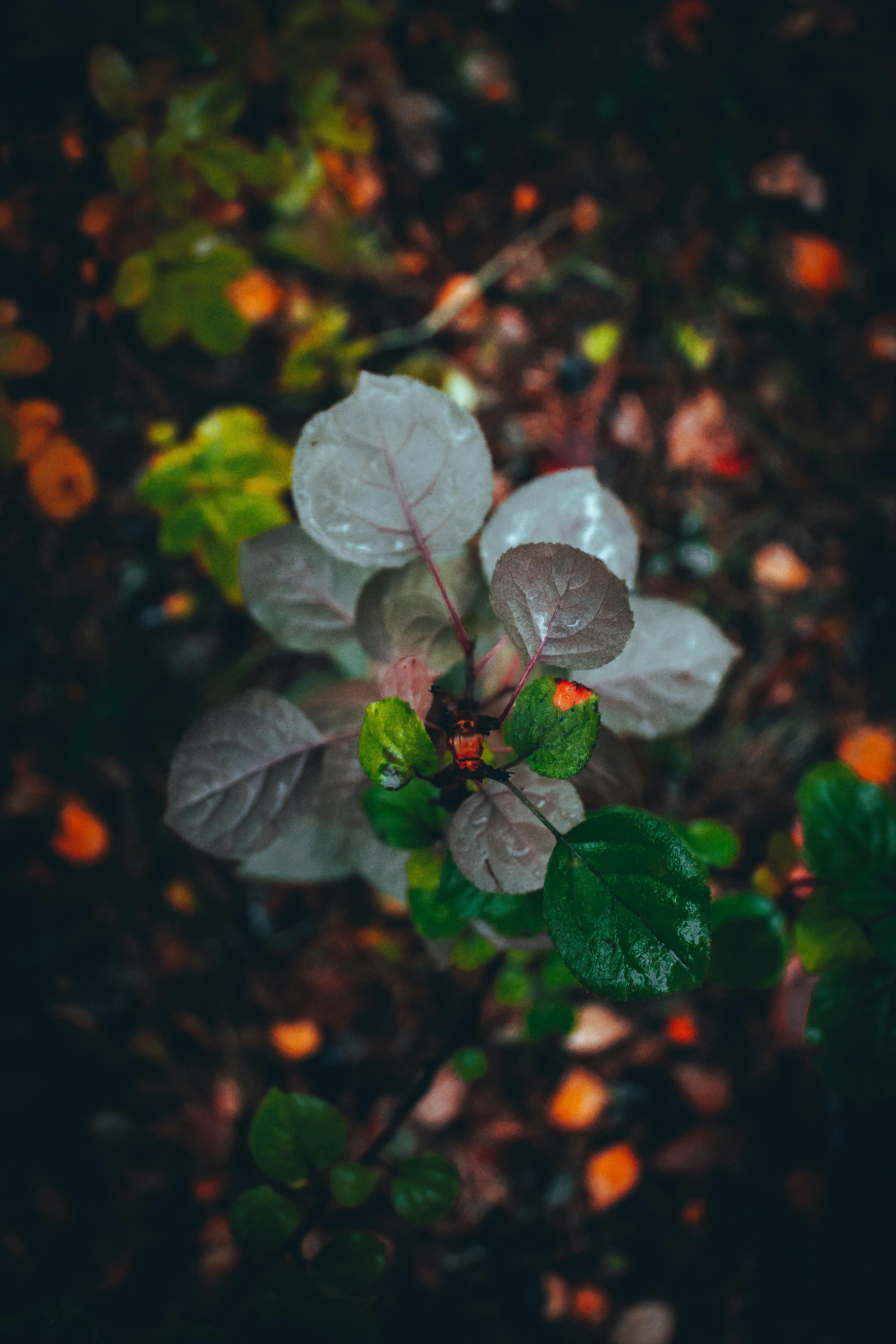 Leaves of a Plant in Close-up Photography · Free Stock Photo