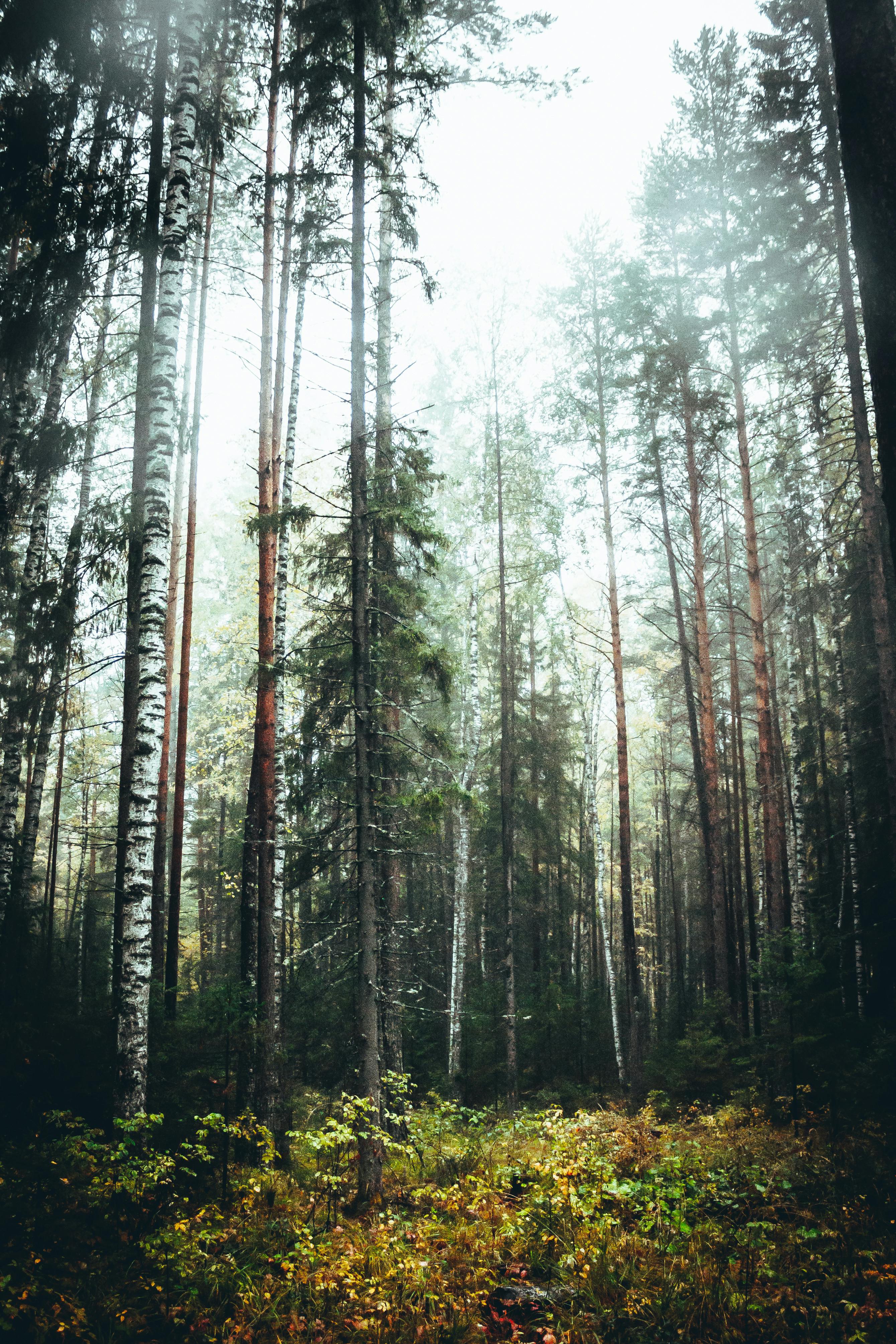 Trees in Jungle · Free Stock Photo