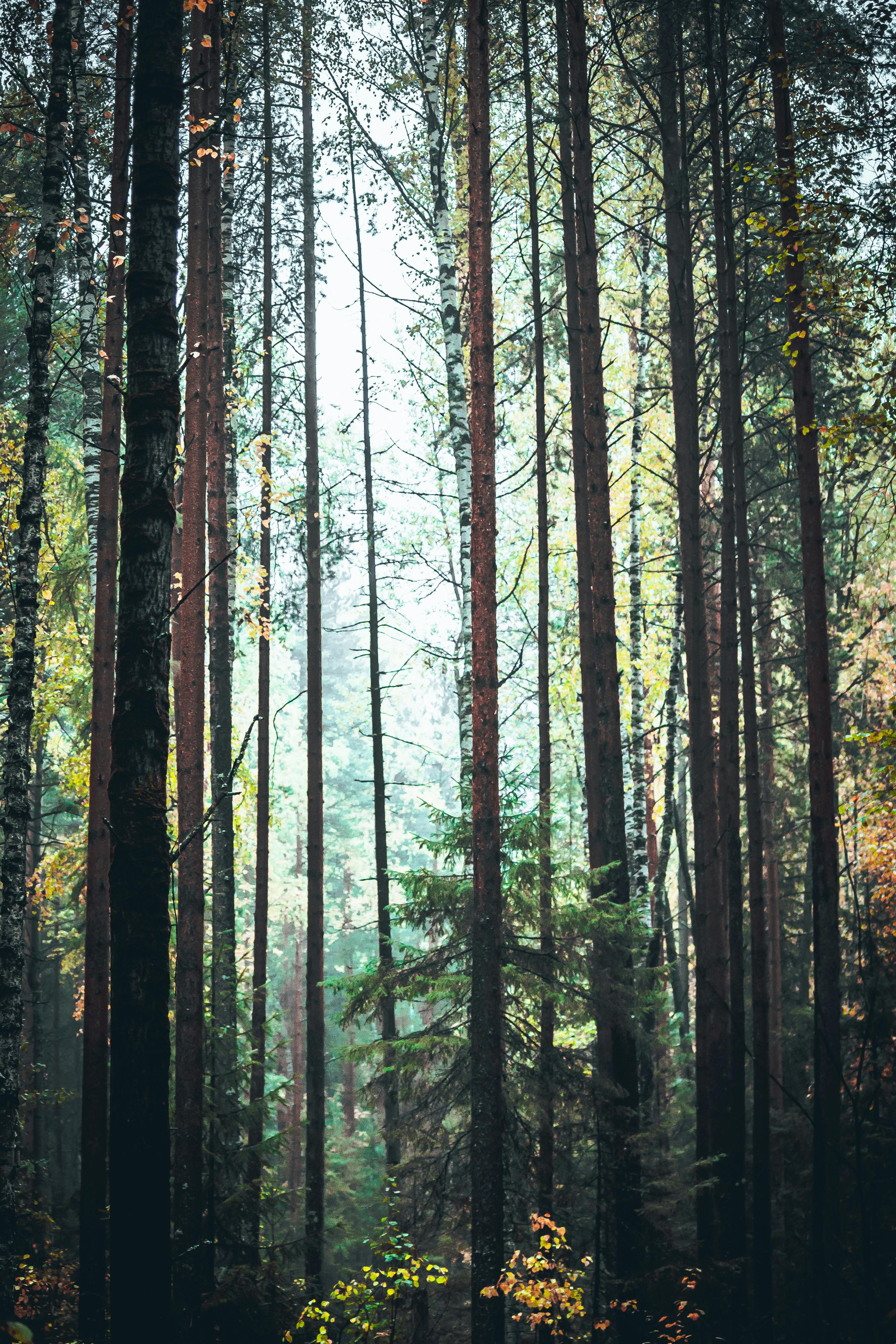 Trees in Jungle · Free Stock Photo