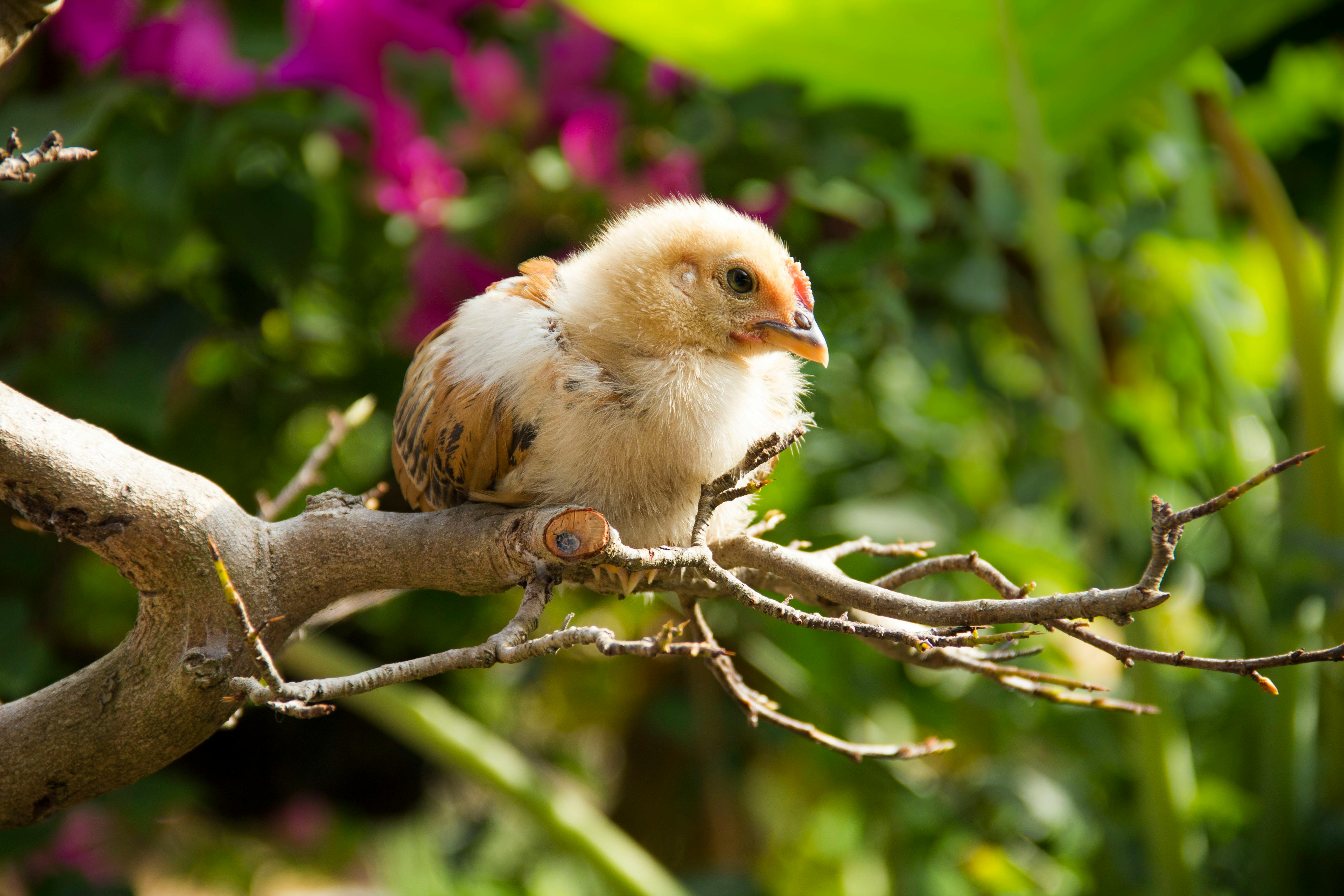 Photo of a Chick on a Tree Branch · Free Stock Photo