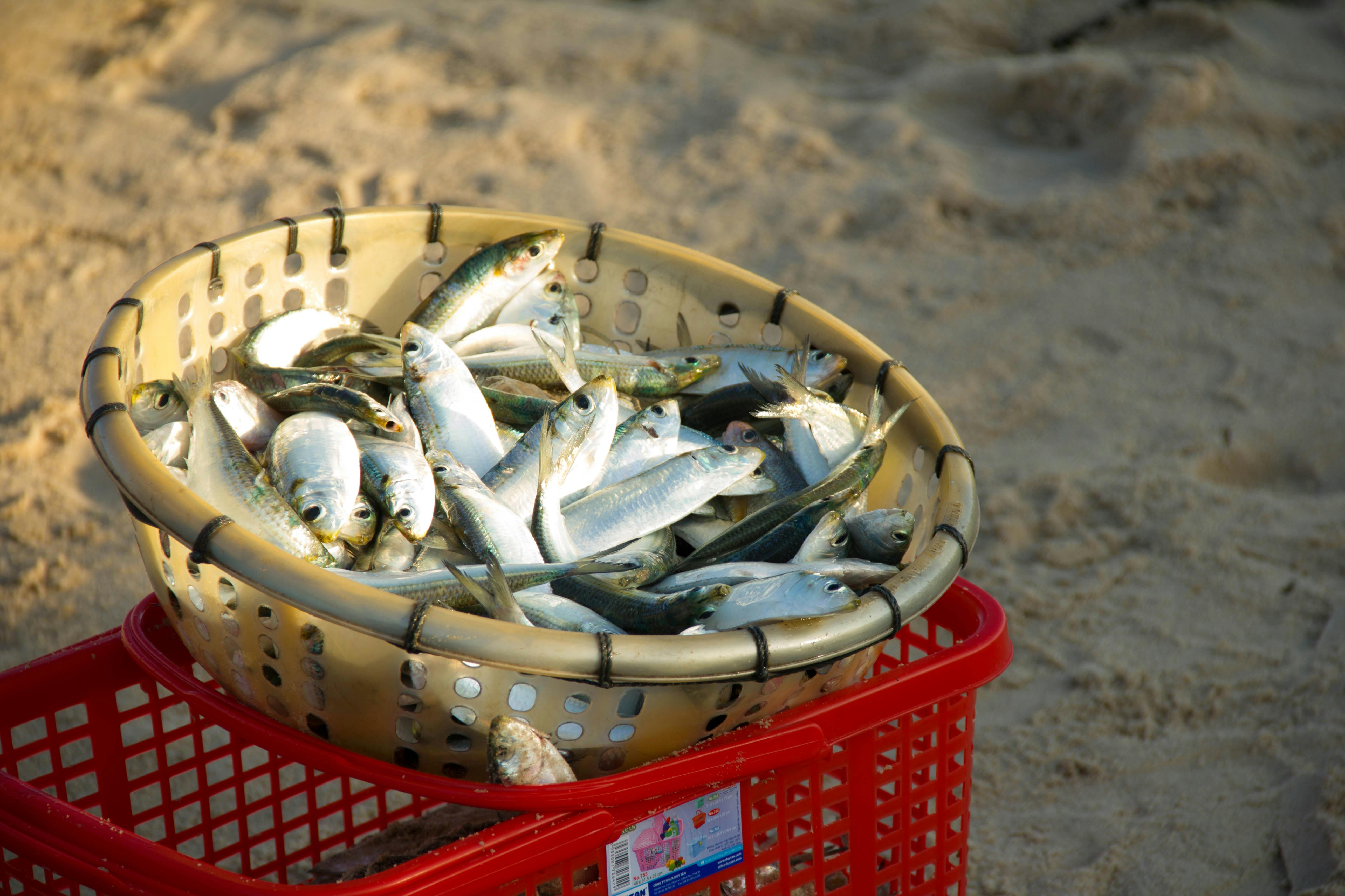 Photograph of a Basket with Fish · Free Stock Photo