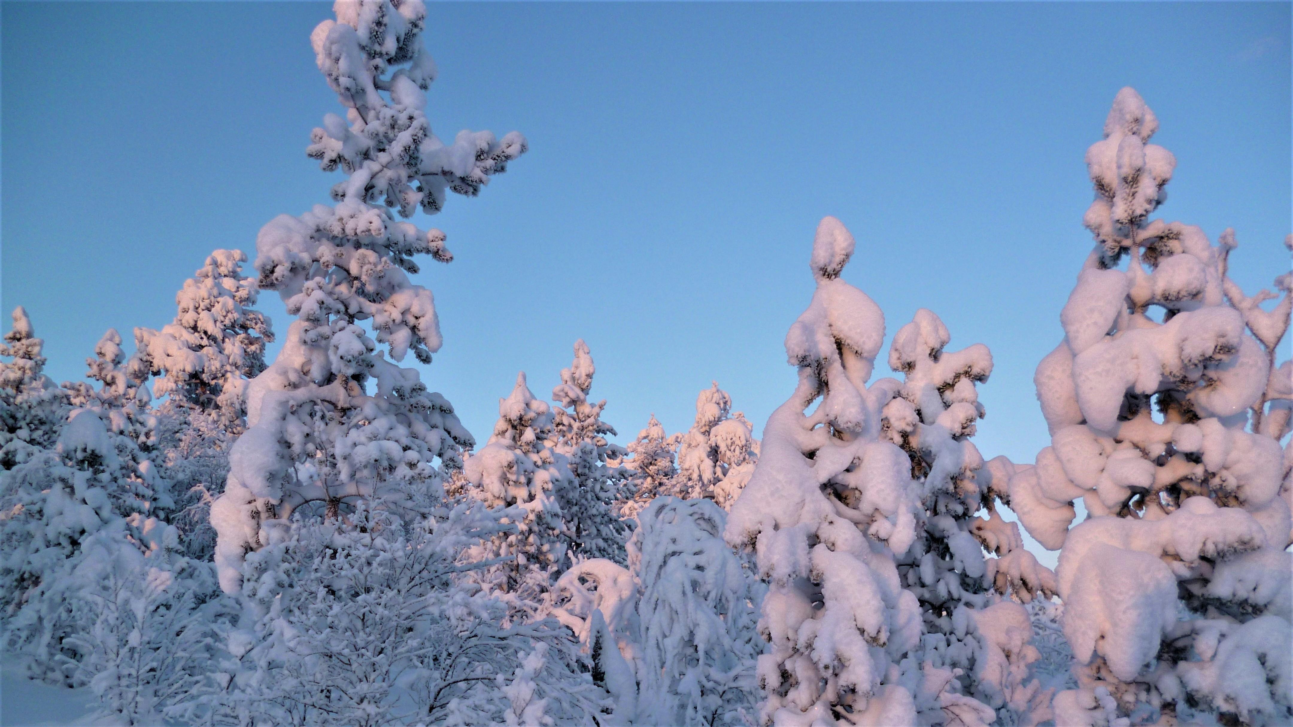 Snow Capped Mountains and Trees · Free Stock Photo