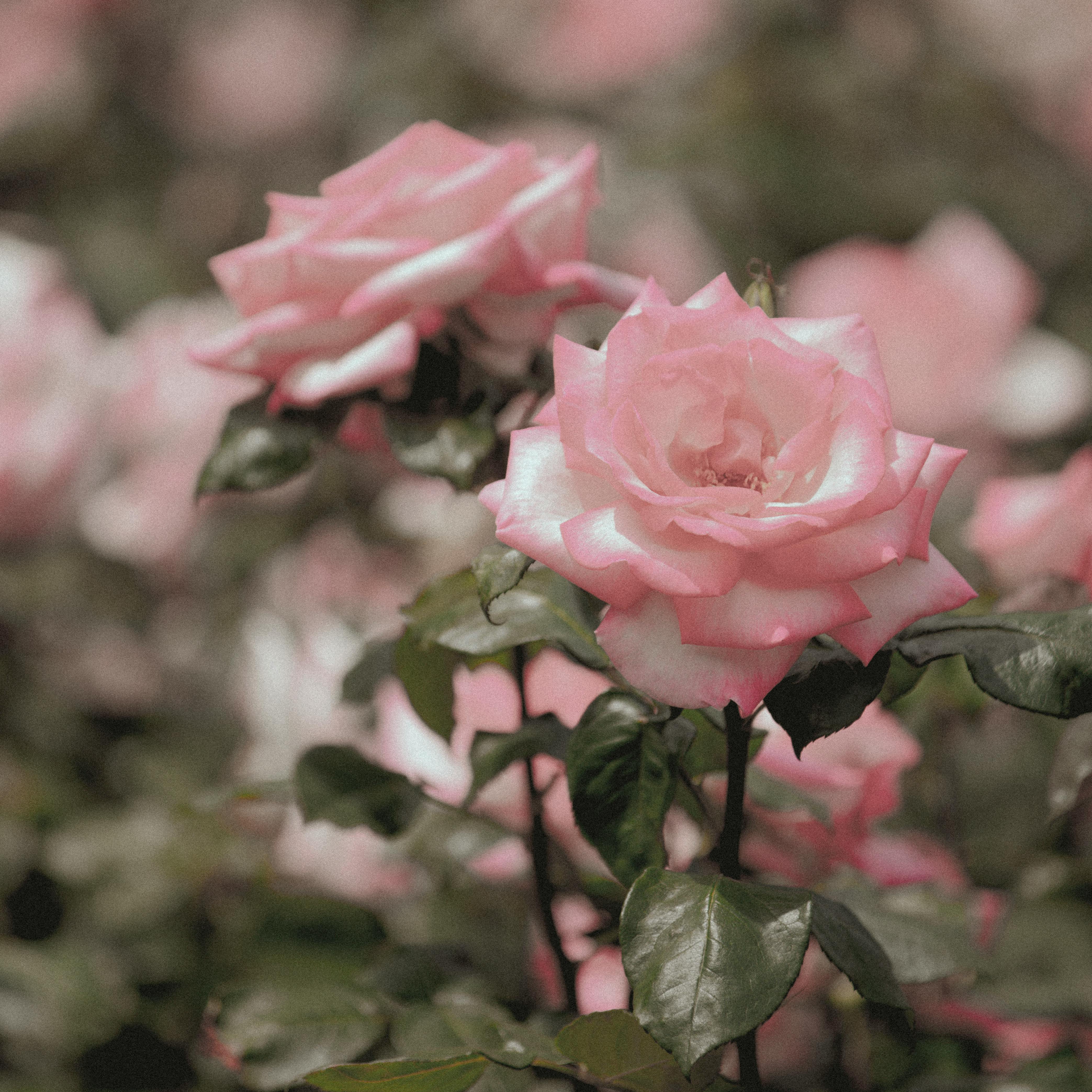 Pink Roses Growing in Garden · Free Stock Photo