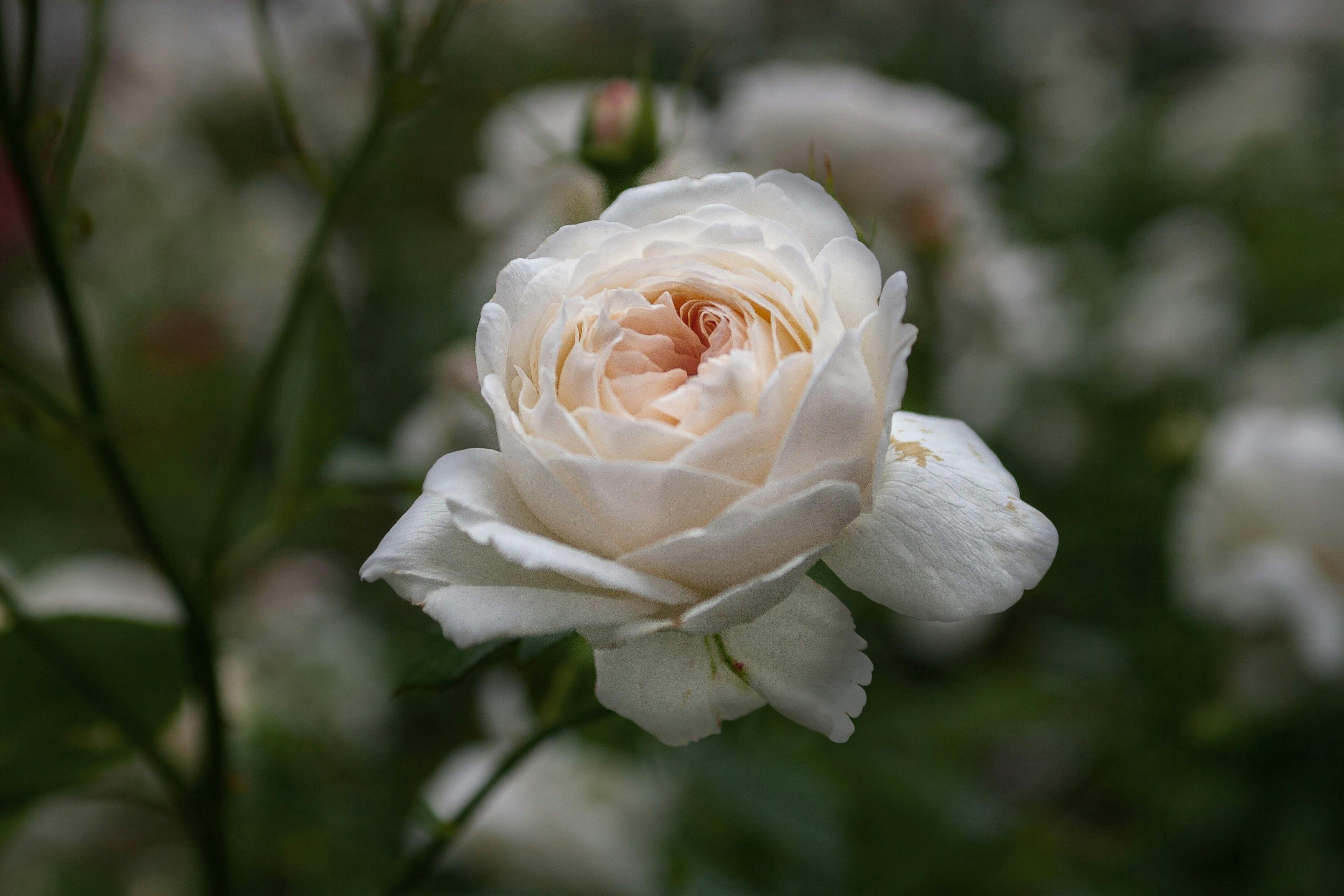 White Rose in Bloom · Free Stock Photo