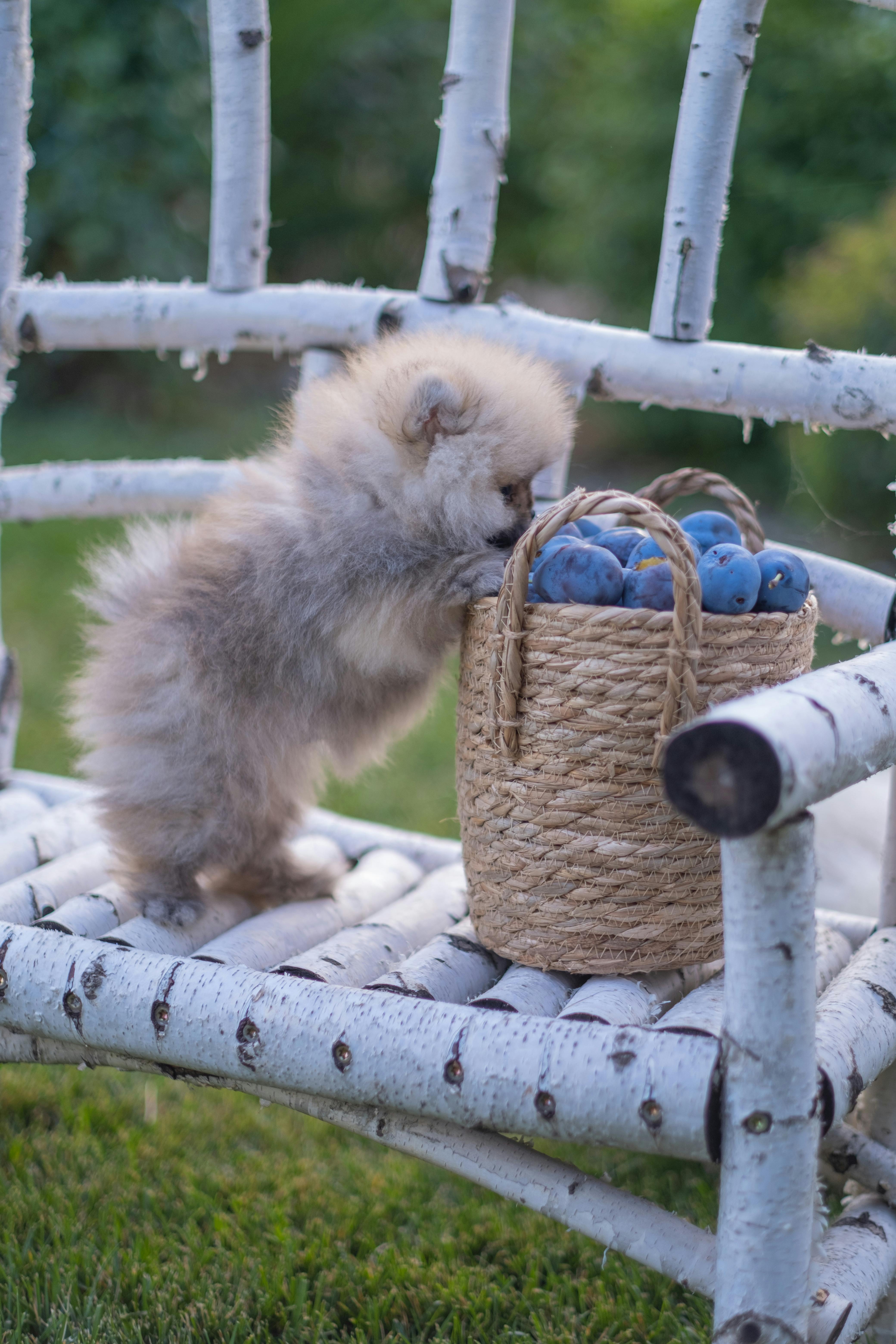 Dog Blueberries Photos, Download The BEST Free Dog Blueberries Stock ...