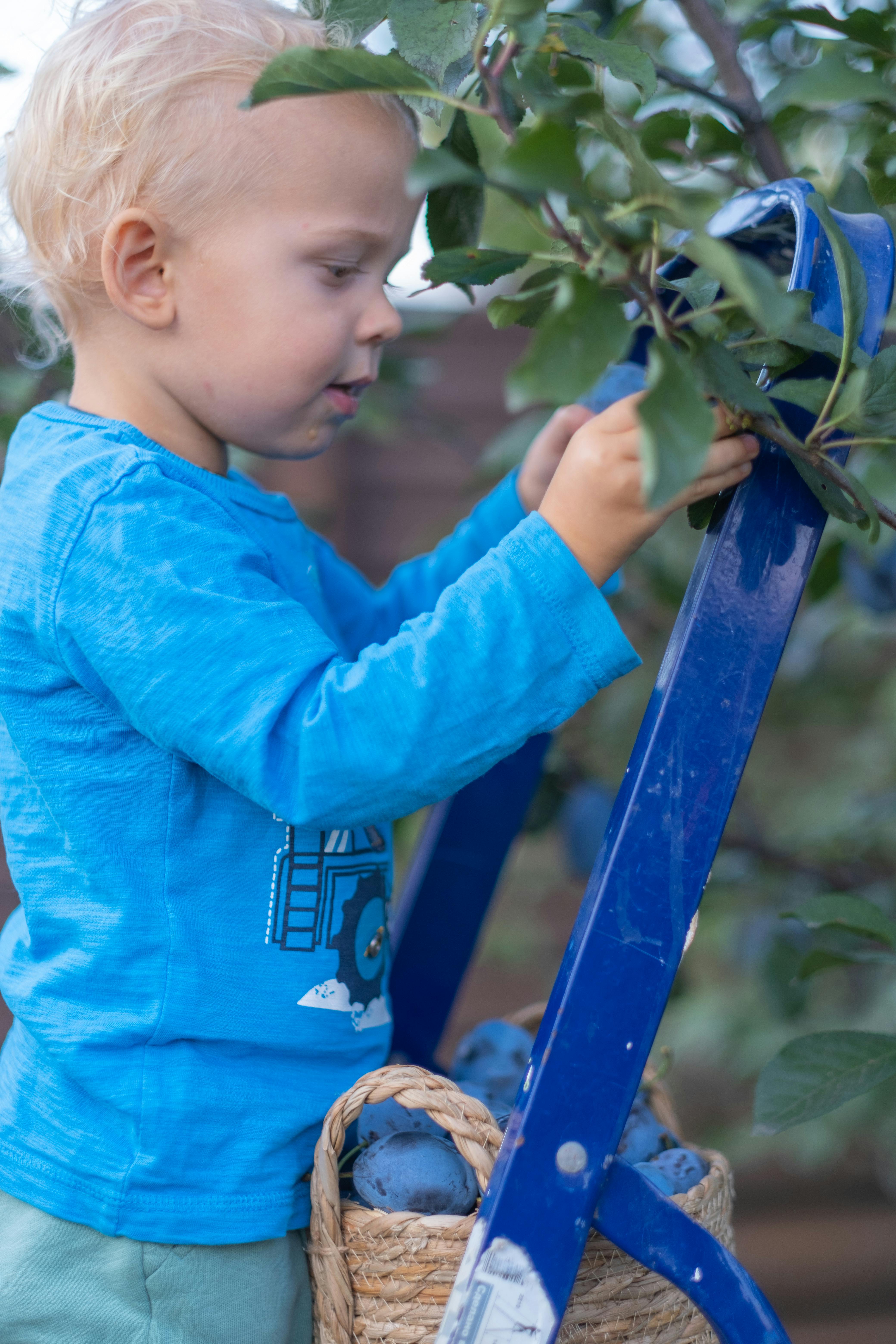 Ladder Pick Photos, Download The BEST Free Ladder Pick Stock Photos ...