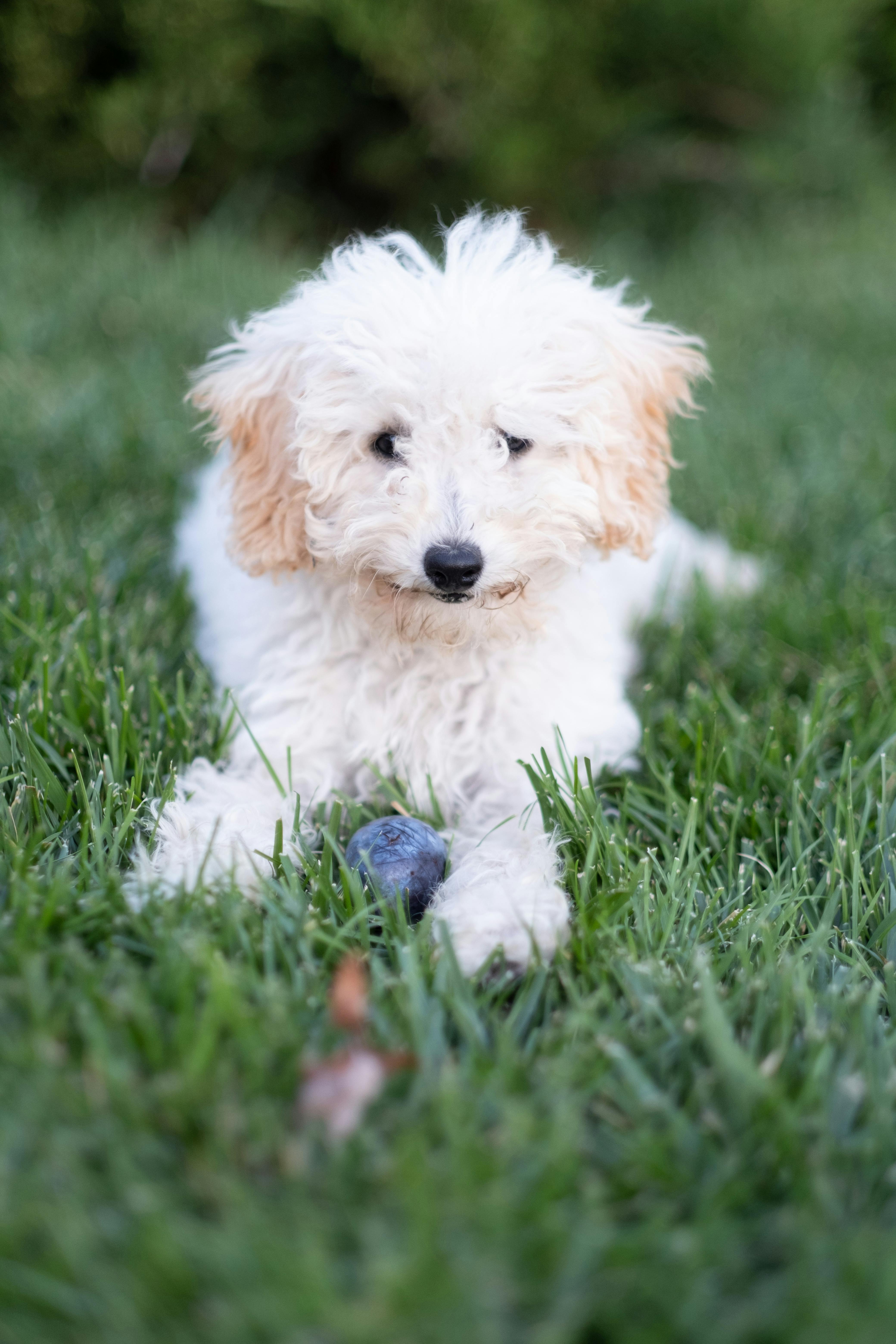 White Dog Nose · Free Stock Photo